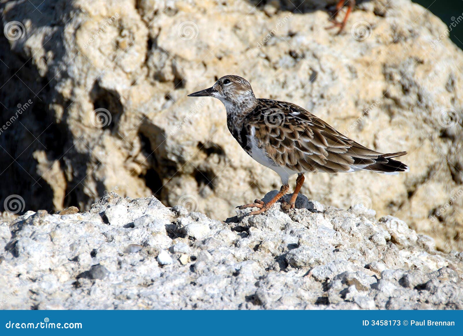 Ruddy Turnstone bird stock image. Image of closeup, side - 3458173