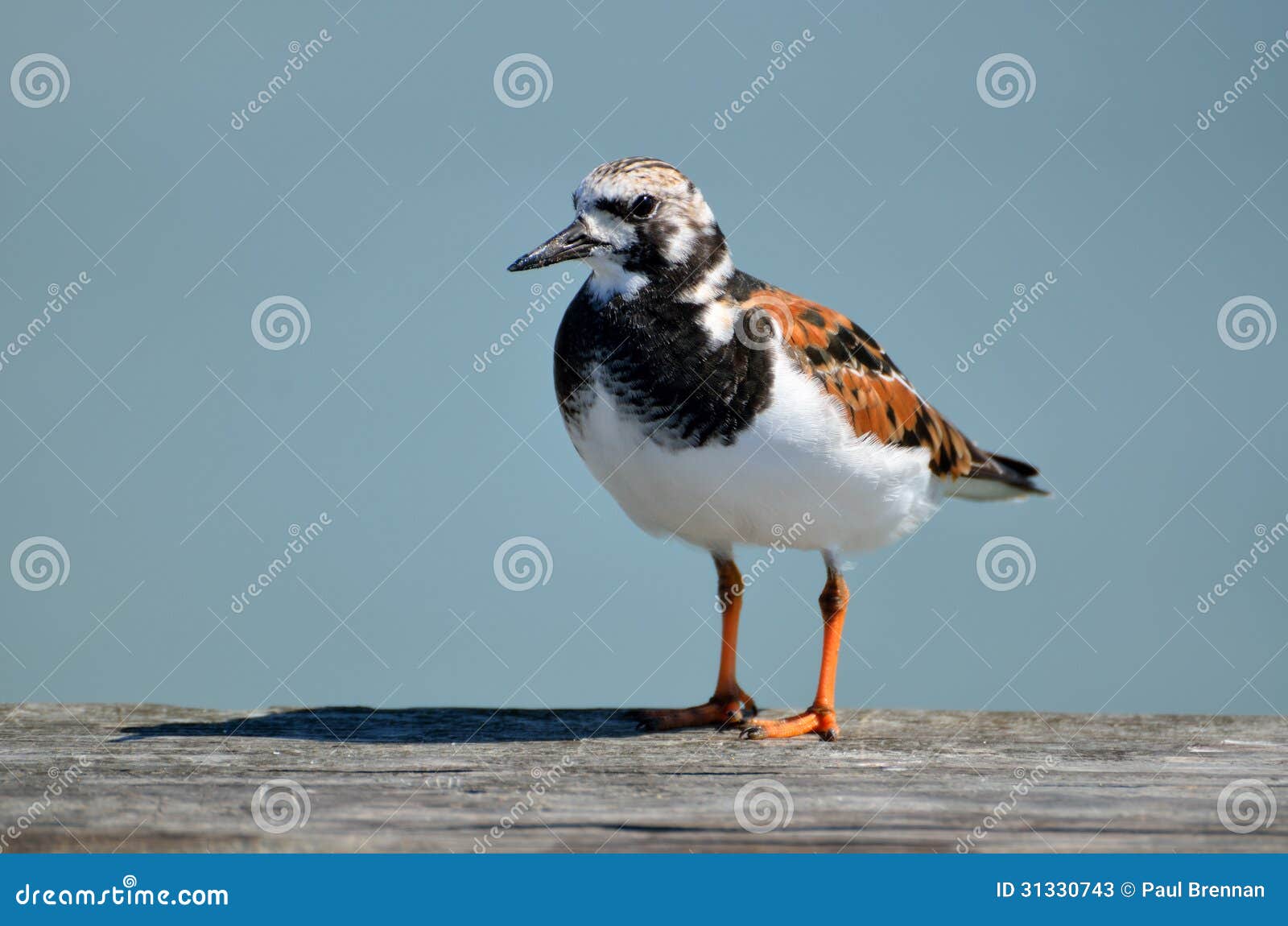 Ruddy Turnstone bird stock image. Image of bird, stood - 31330743