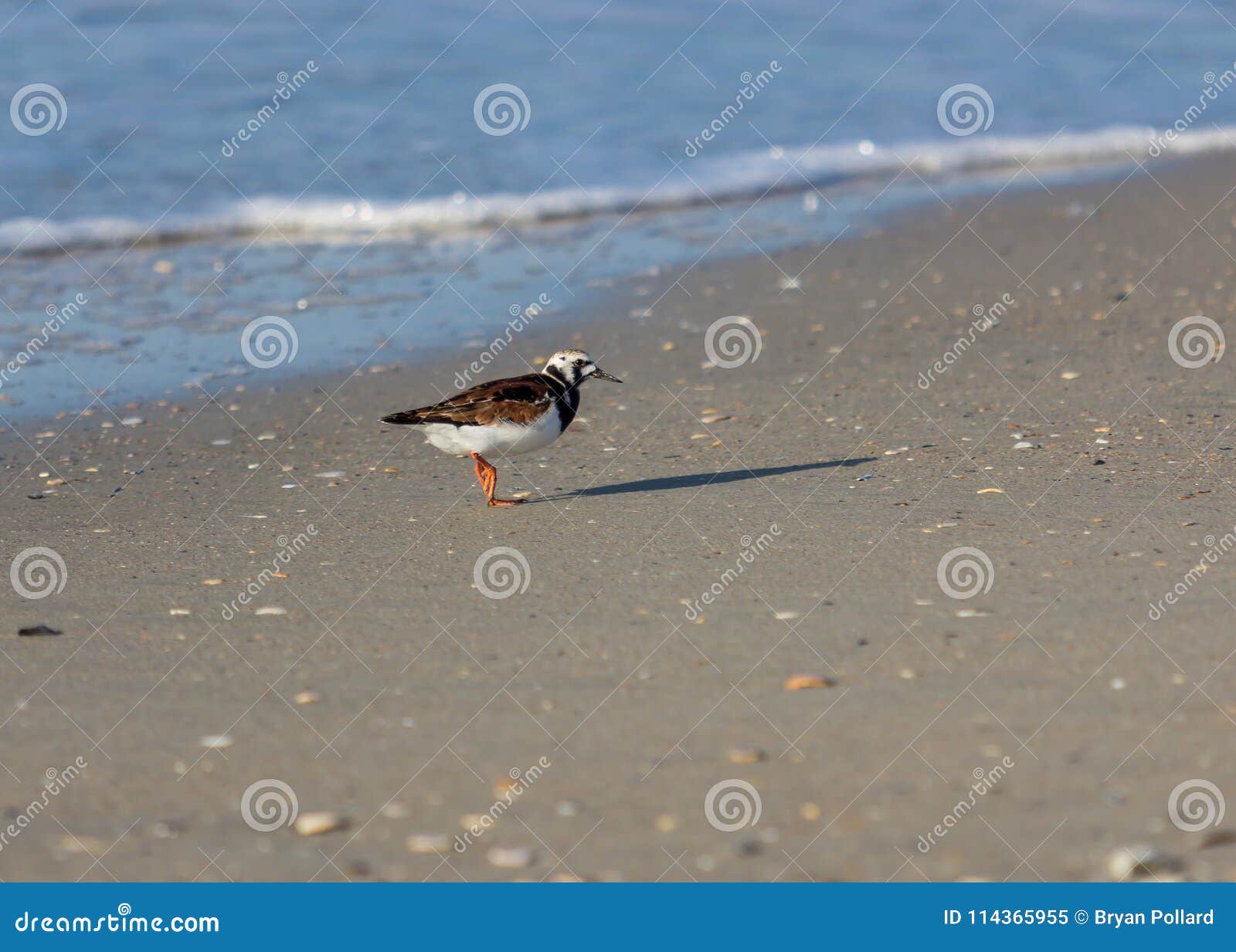 Ruddy Turnstone Bird stock image. Image of nature, turnstone - 114365955