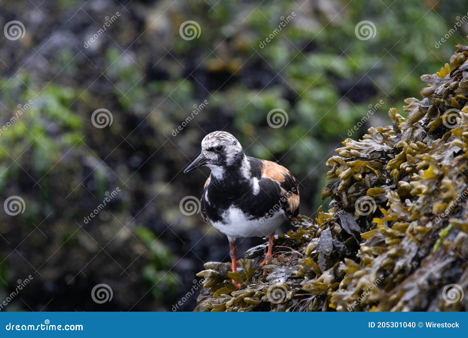 Ruddy Turnstone Bird on a Rock Covered in Moss Stock Photo - Image of ...