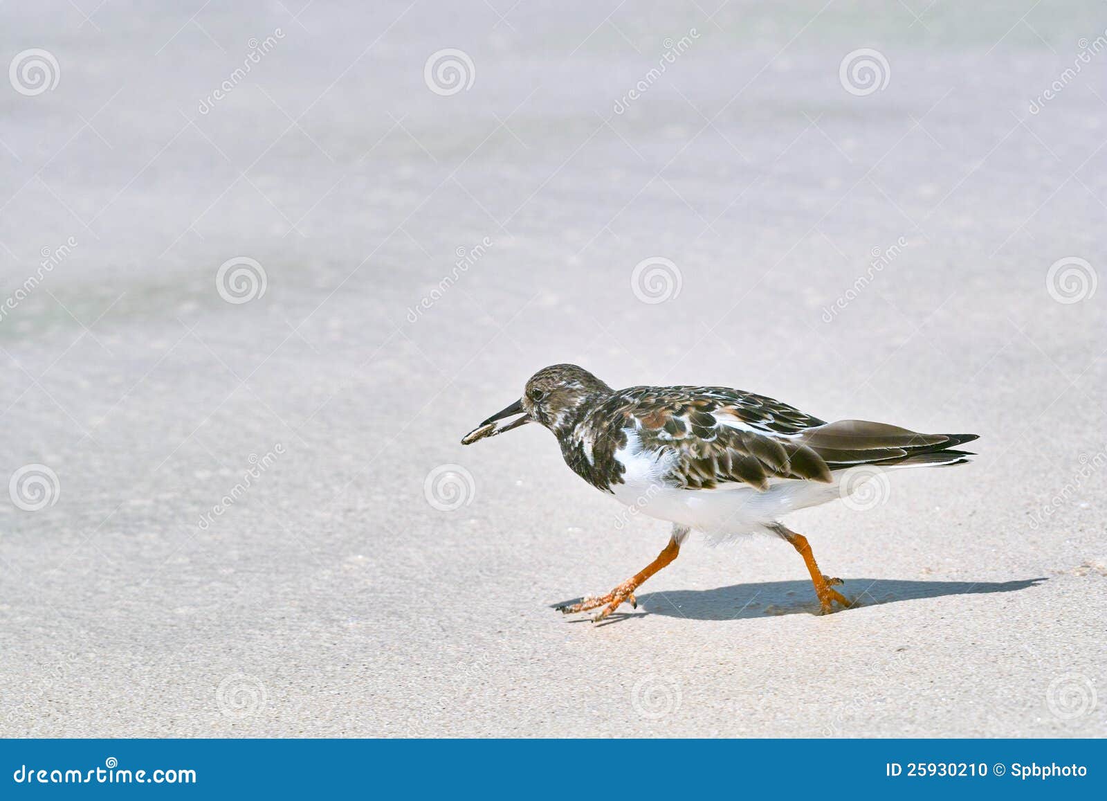 Ruddy Turnstone Bird Walking on the Sandy Beach Stock Photo - Image of ...