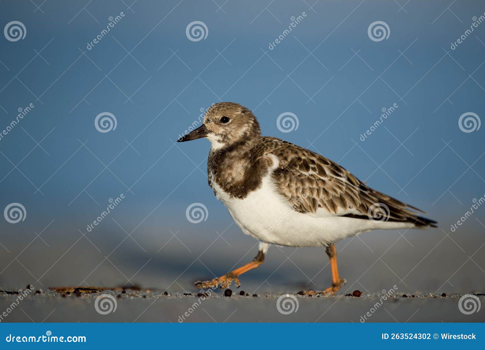 Ruddy Turnstone Bird Walks on a Sandy Beach Stock Photo - Image of bird ...