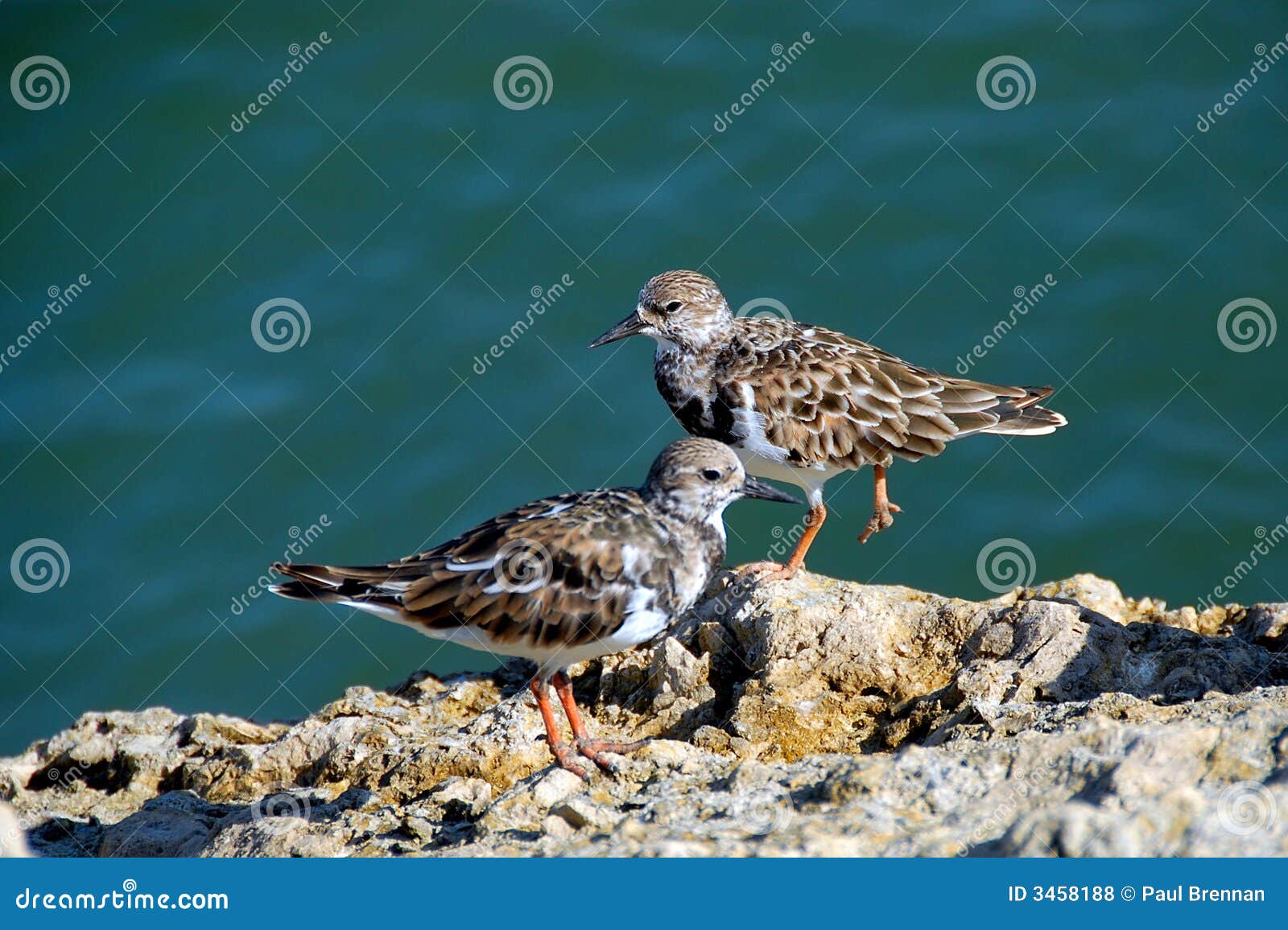 Ruddy Turnstone birds stock photo. Image of stones, turnstone - 3458188
