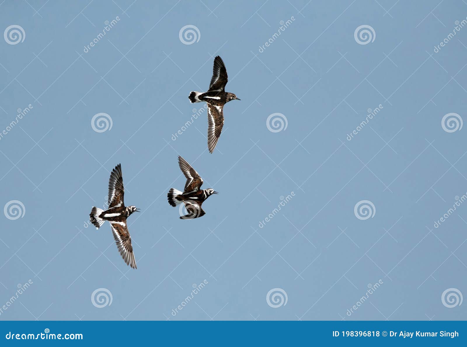 Ruddy Turnstone in flight stock photo. Image of bill - 198396818
