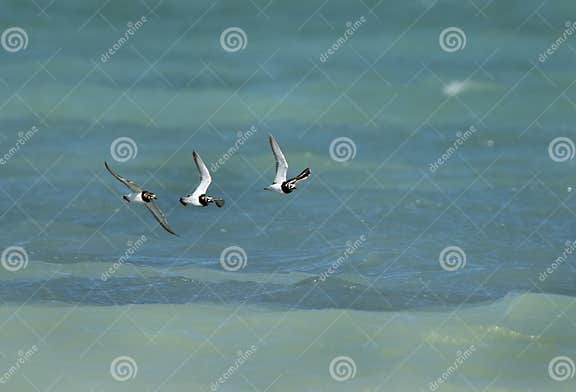 Ruddy Turnstone flying stock image. Image of colorful - 198396795