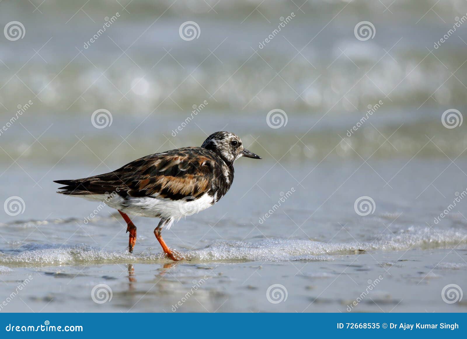 Ruddy Turnstone stock image. Image of breeders, neck - 72668535