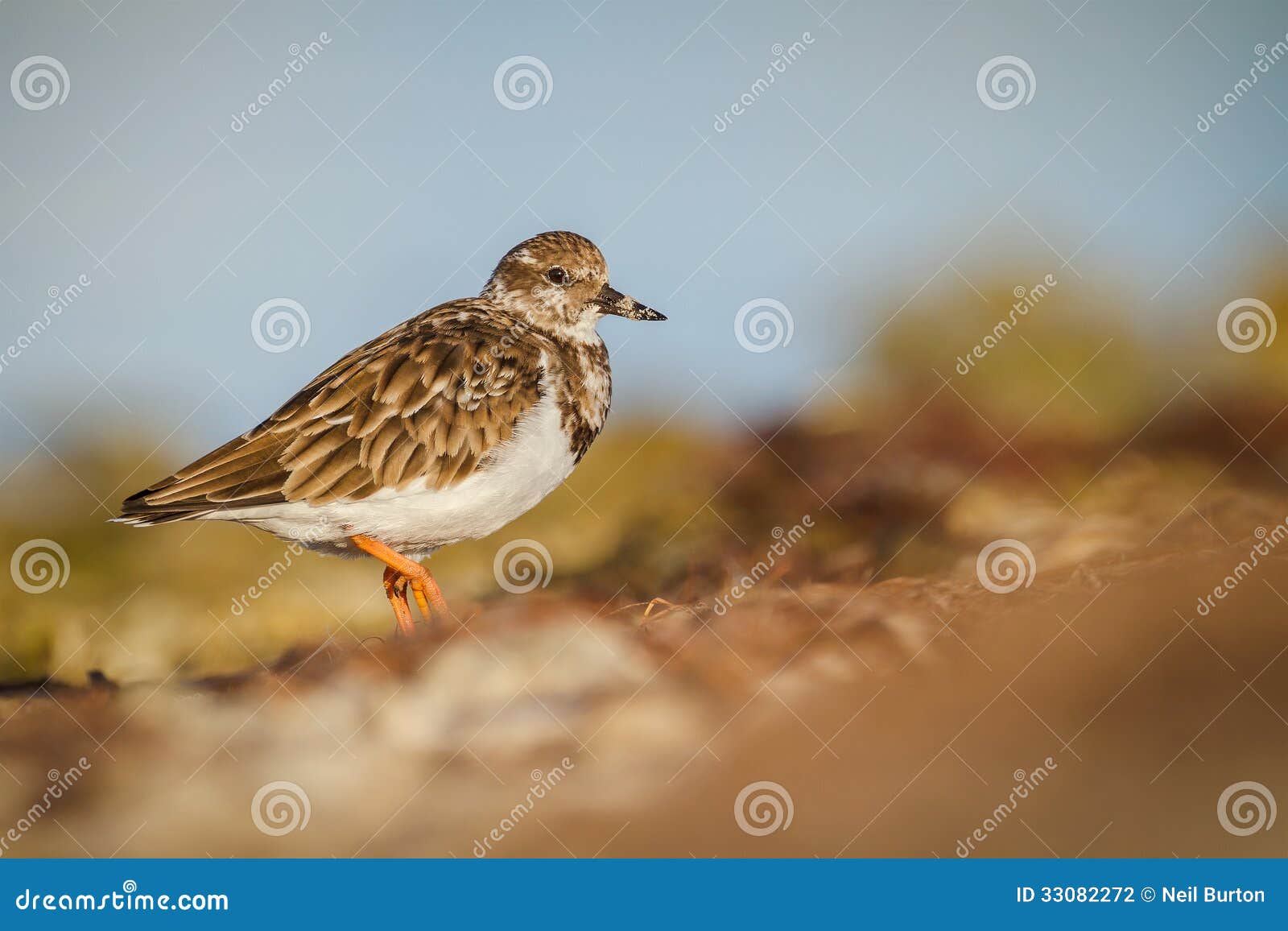 Ruddy turnstone stock photo. Image of florida, bird, feathers - 33082272