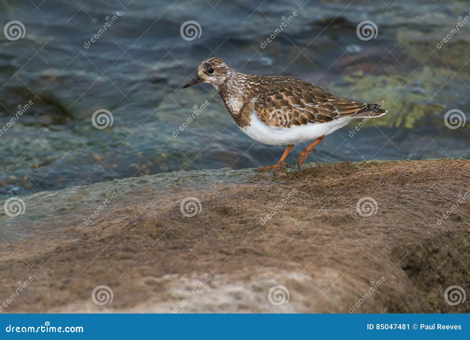Ruddy Turnstone - Arenaria Interpres Stock Image - Image of avian ...