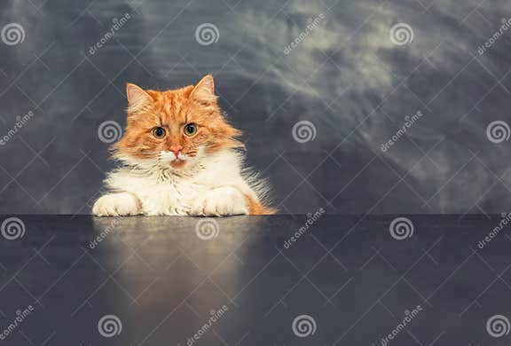 Rude cat on black table stock photo. Image of banner - 67957106