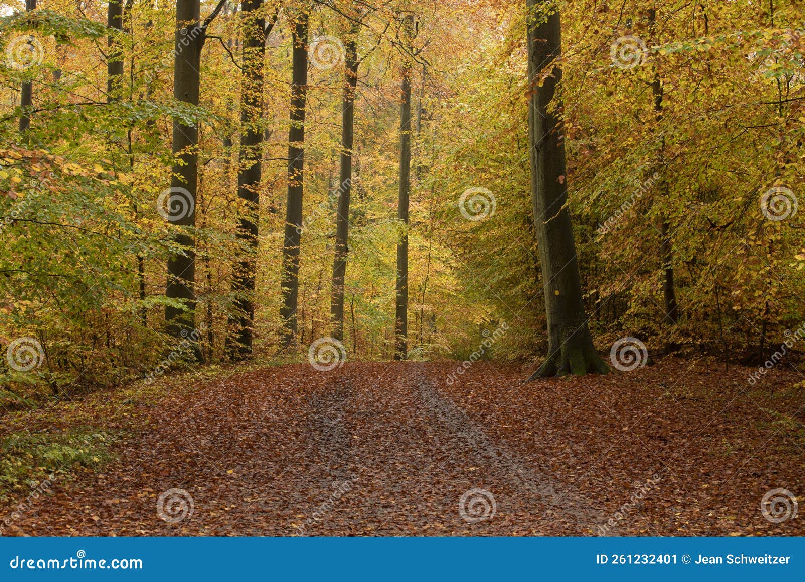 Rudeskov forest in denmark stock image. Image of nature - 261232401