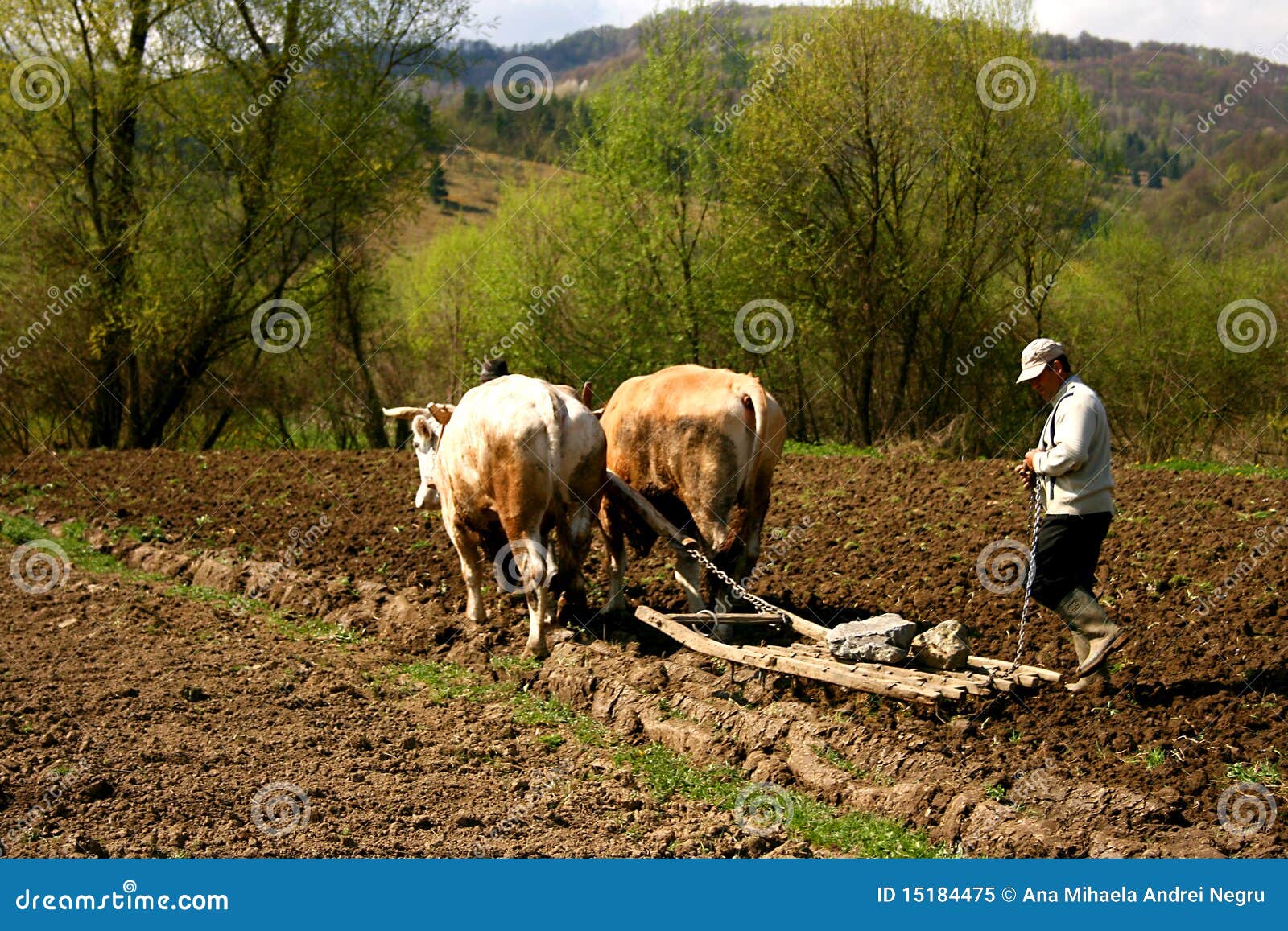 Rudimentary Agriculture in a Romanian Village Editorial Image - Image ...