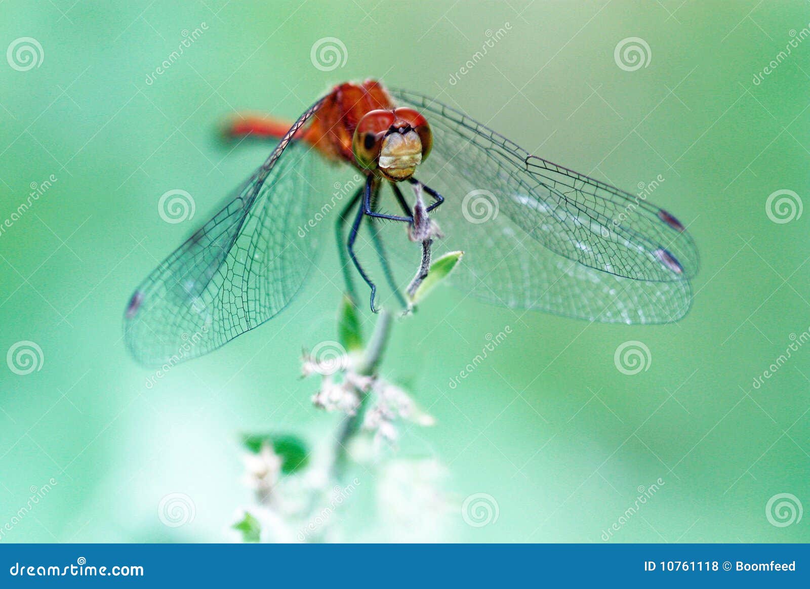 Rudolph stock photo. Image of nature, adult, eyes, dragonfly - 10761118