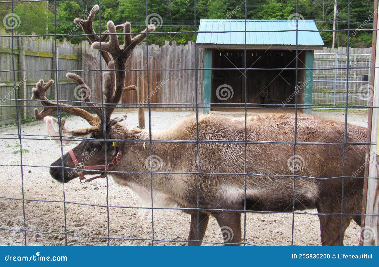 Rudolph is ready stock photo. Image of bird, reindeer - 255830200