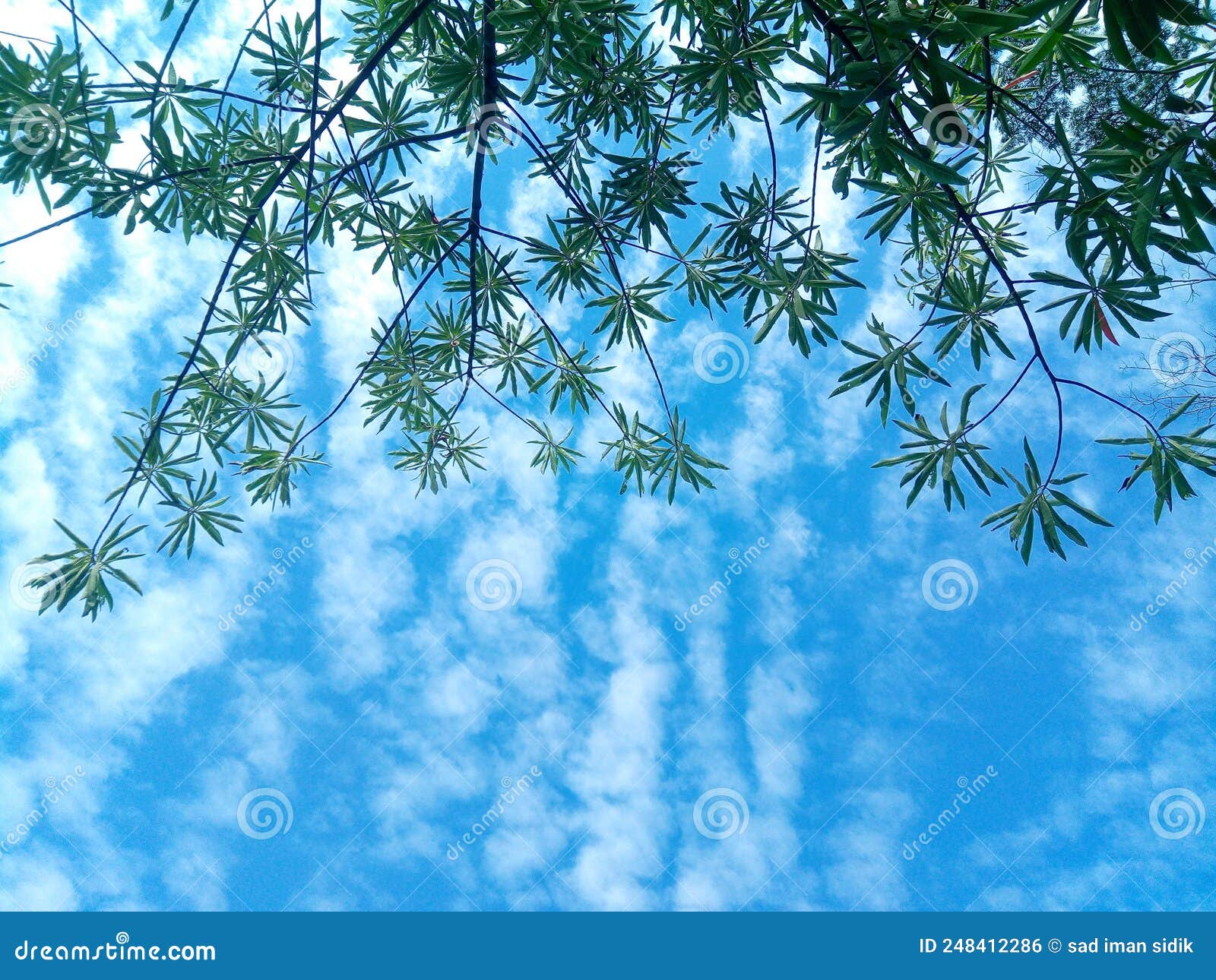 Rudraksha tree branch stock photo. Image of blue, rudraksha - 248412286