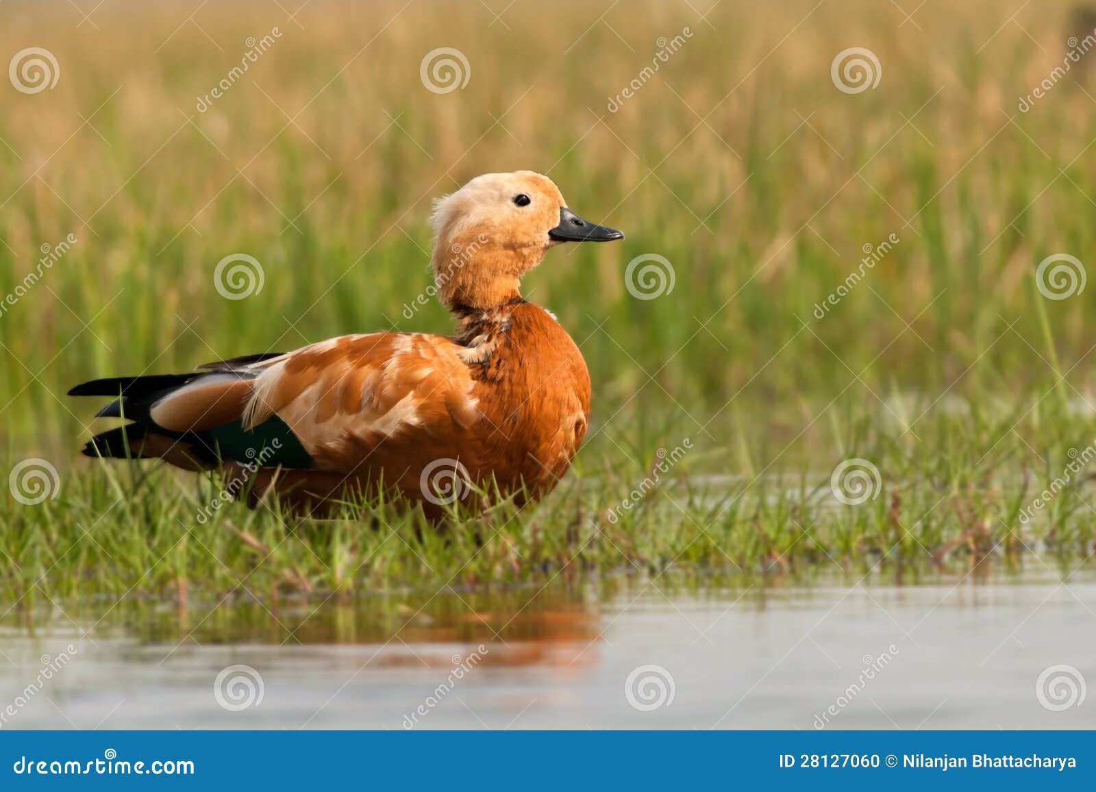 Rudy Shelduck male stock photo. Image of nice, aves, pond - 28127060