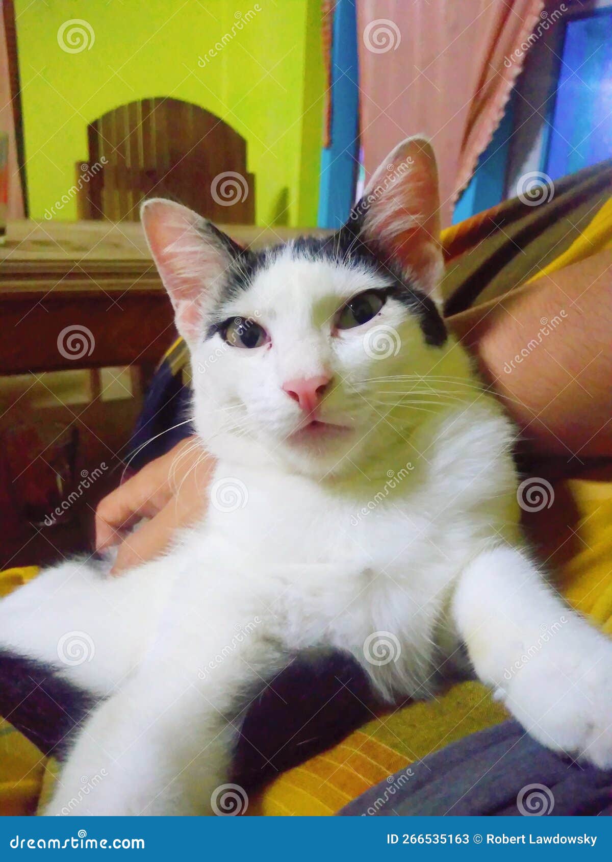 Rudy the Talkative Cat stock image. Image of snout, animal - 266535163