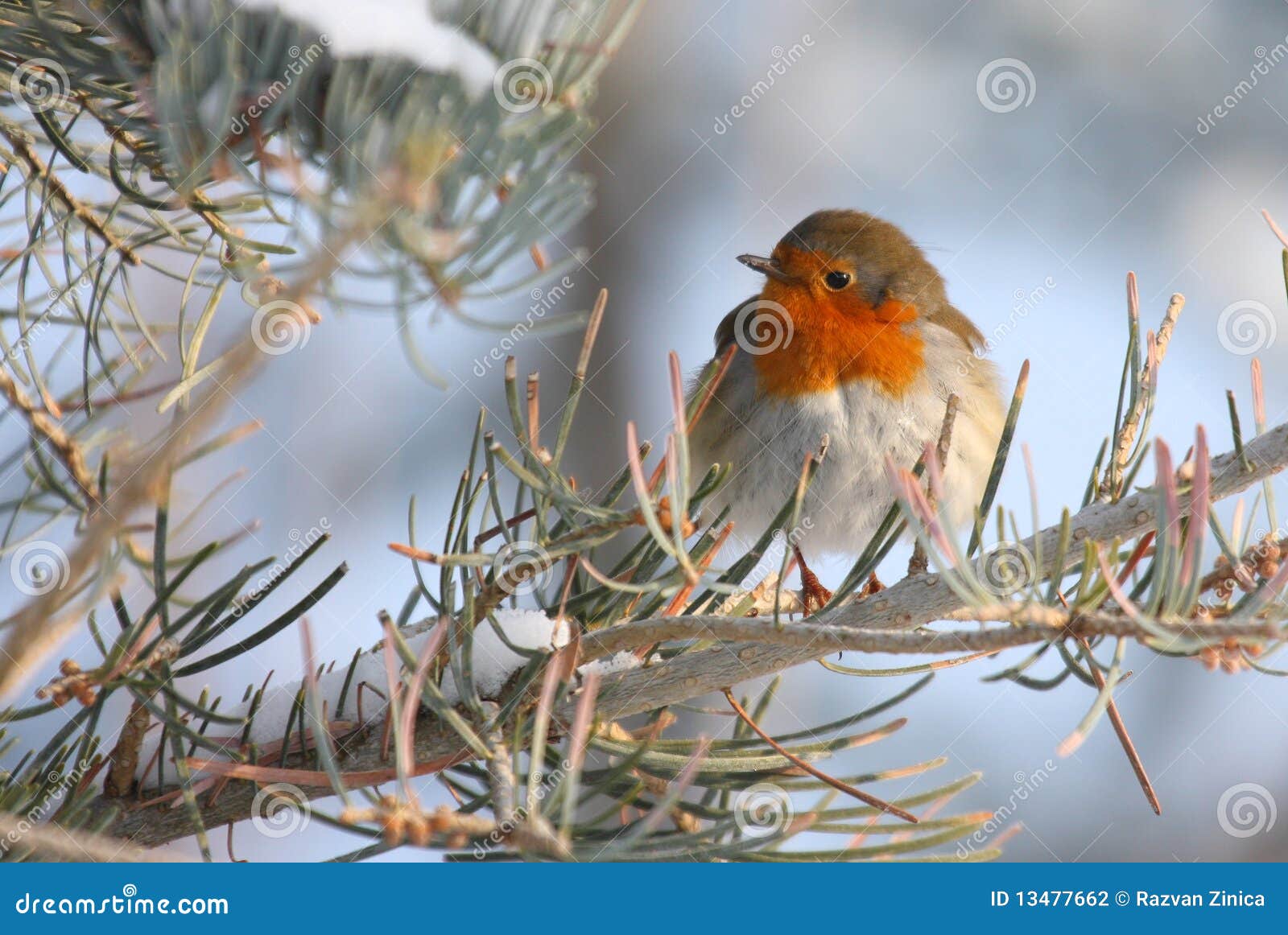 Rudzik zdjęcie stock. Obraz złożonej z sosna, park, ptaki - 13477662