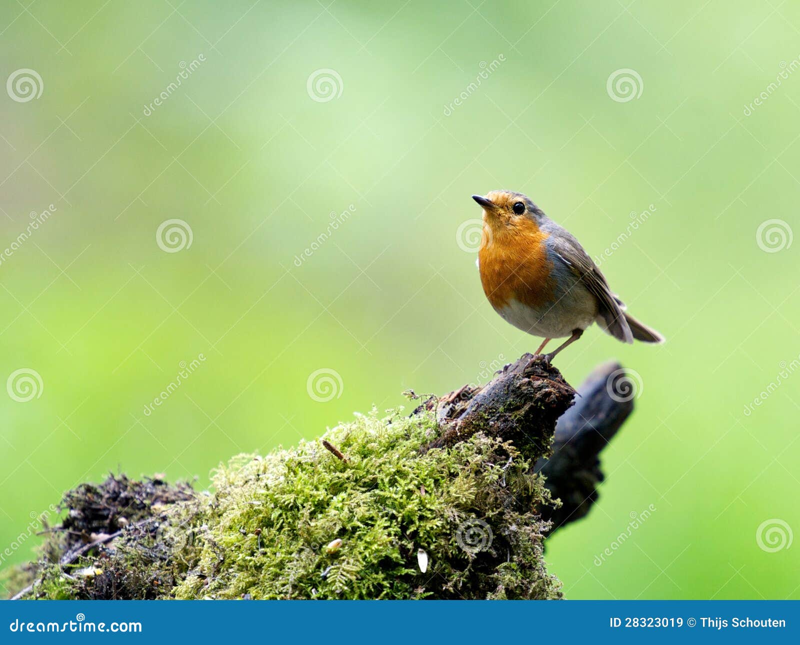 Rudzik obraz stock. Obraz złożonej z drzewo, birdwatching - 28323019