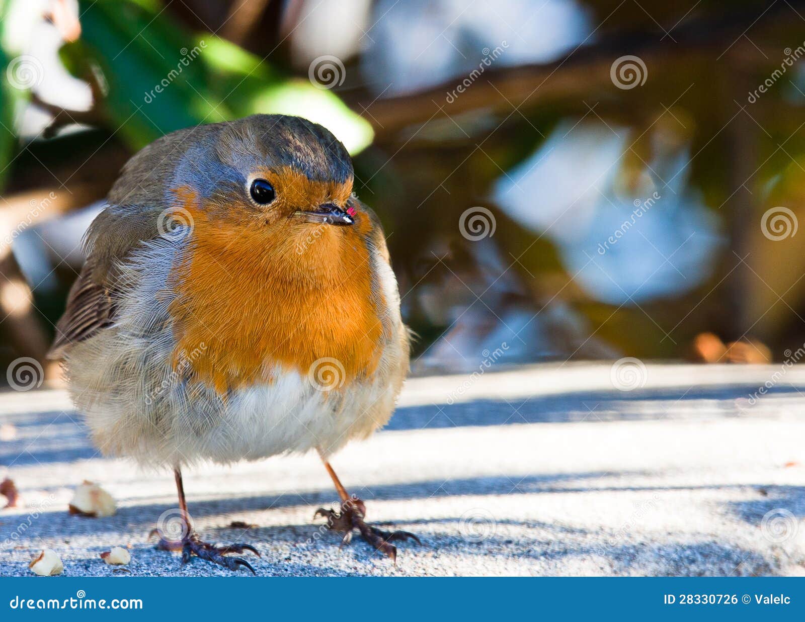 Rudzik zdjęcie stock. Obraz złożonej z wallah, tło, rudzik - 28330726