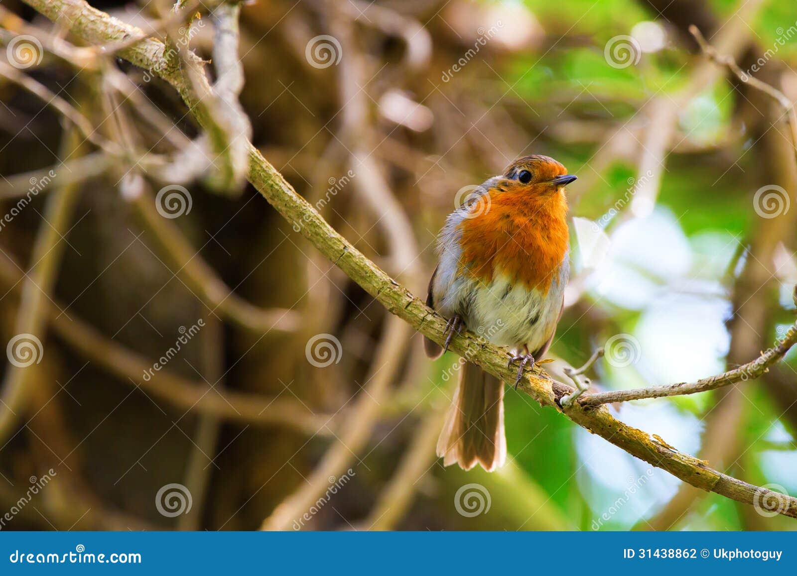 Rudzika ptak zdjęcie stock. Obraz złożonej z rudzik, śliczny - 31438862