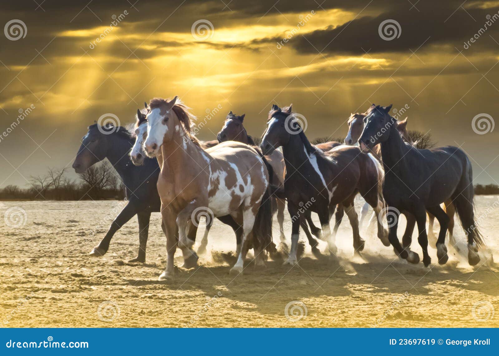 Ruée De Cheval Contre Le Beau Ciel Images libres de droits - Image ...