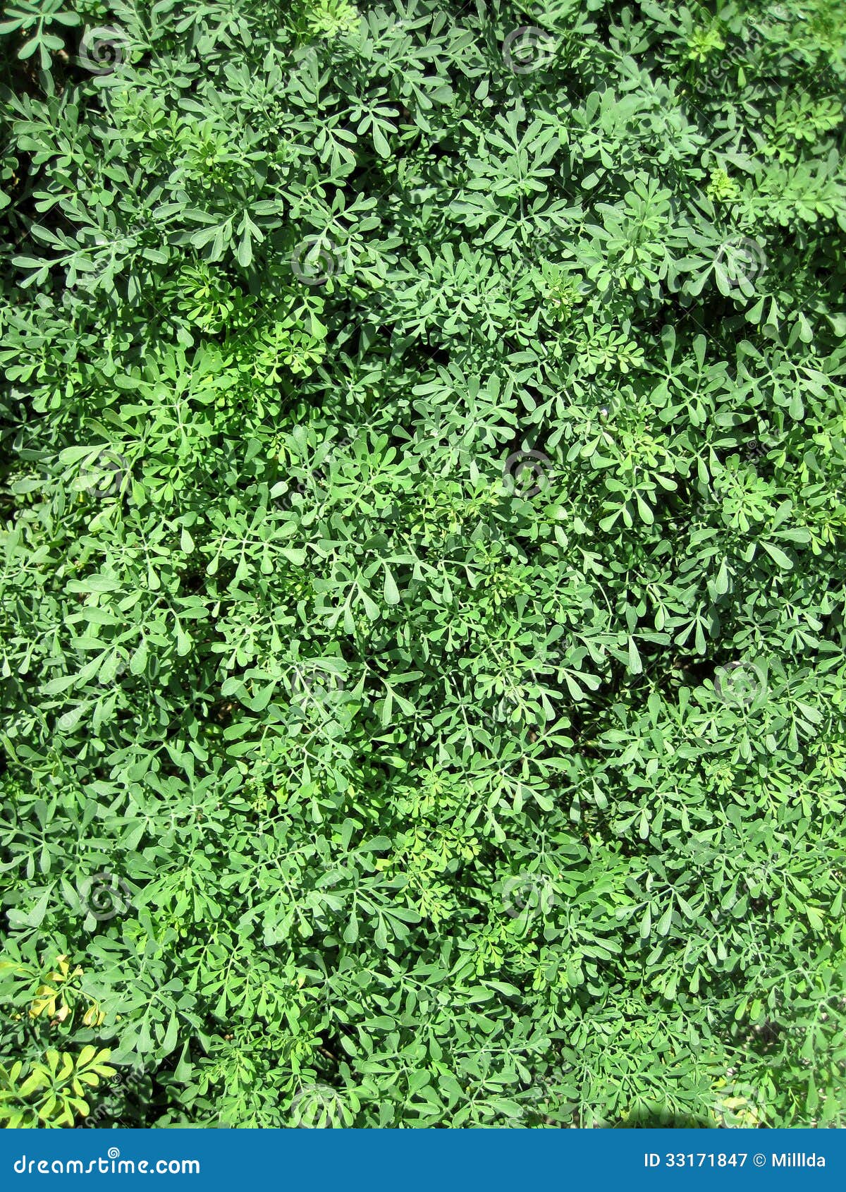 Rue leaves stock image. Image of view, foliage, abstract - 33171847