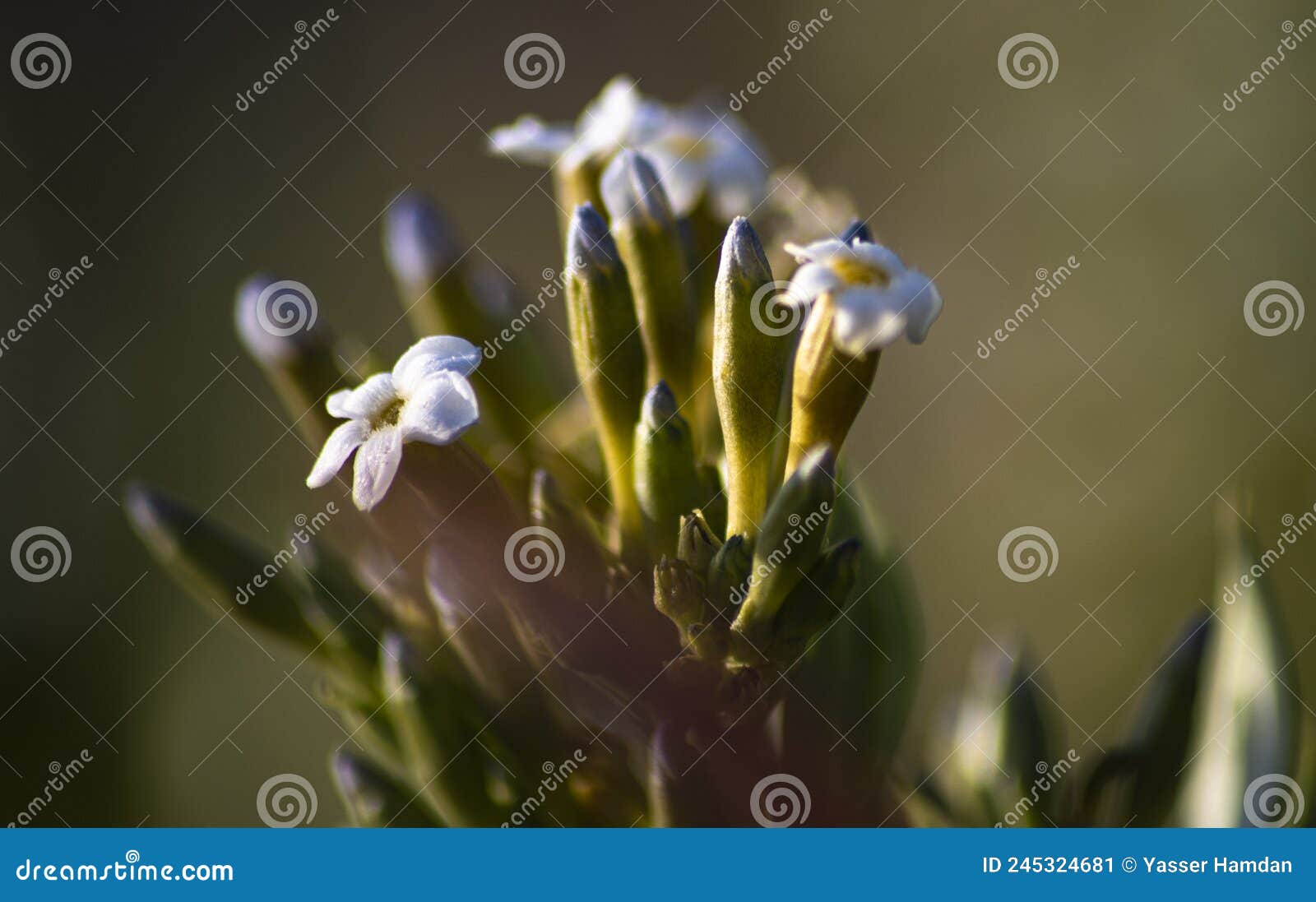 Rumala flower stock image. Image of rumala, plant, leaf - 245324681