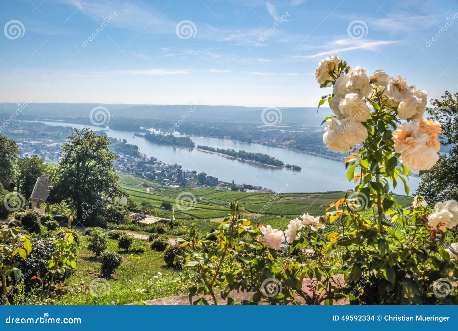 Ruedesheim in the Rheingau stock photo. Image of wine - 49592334