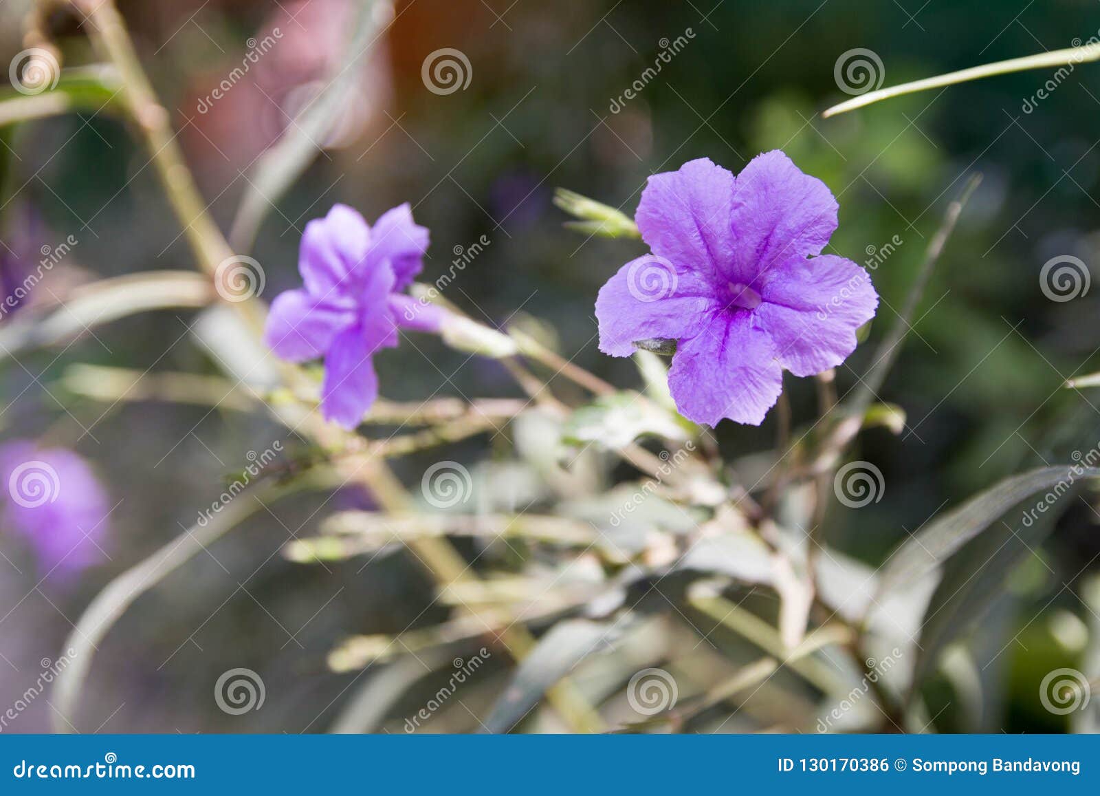 Ruella simplex stock photo. Image of fresh, bright, abstract - 130170386