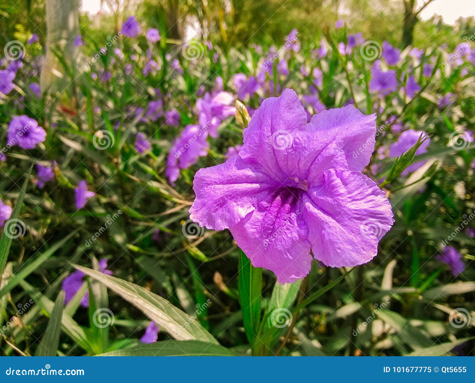Ruellia Brittoniana imagen de archivo. Imagen de dispersado - 101677775