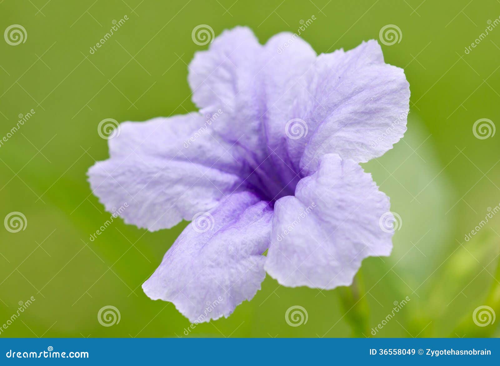 Ruellia Flower. stock image. Image of flower, environmental - 36558049