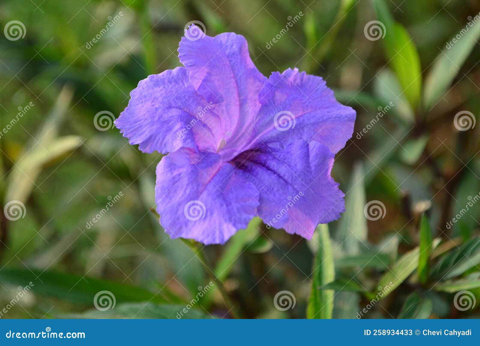 Ruellia flower stock image. Image of wildflower, blossom - 258934433
