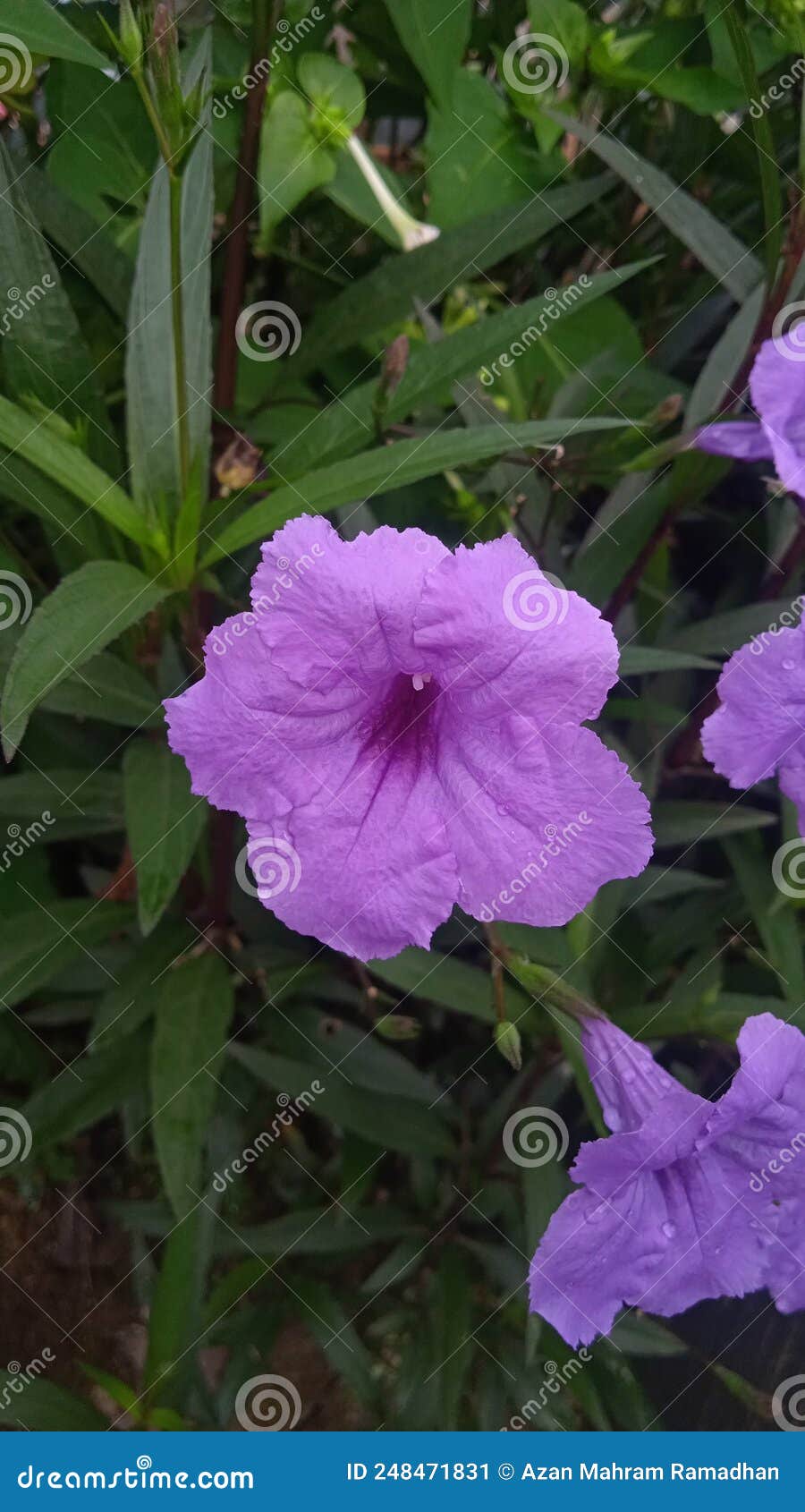 Ruellia Simplex Closeup Photo Stock Image - Image of purple, produce ...