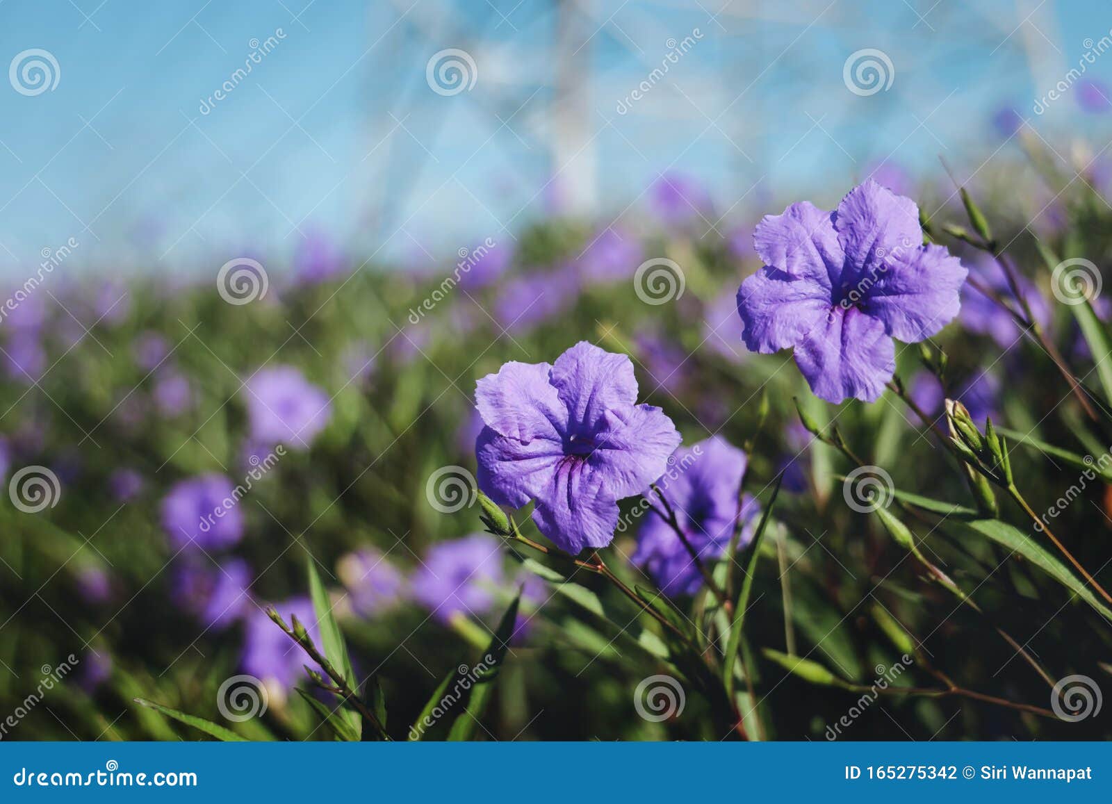 Ruellia Simplex Flower Blooming in the Garden Stock Photo - Image of ...