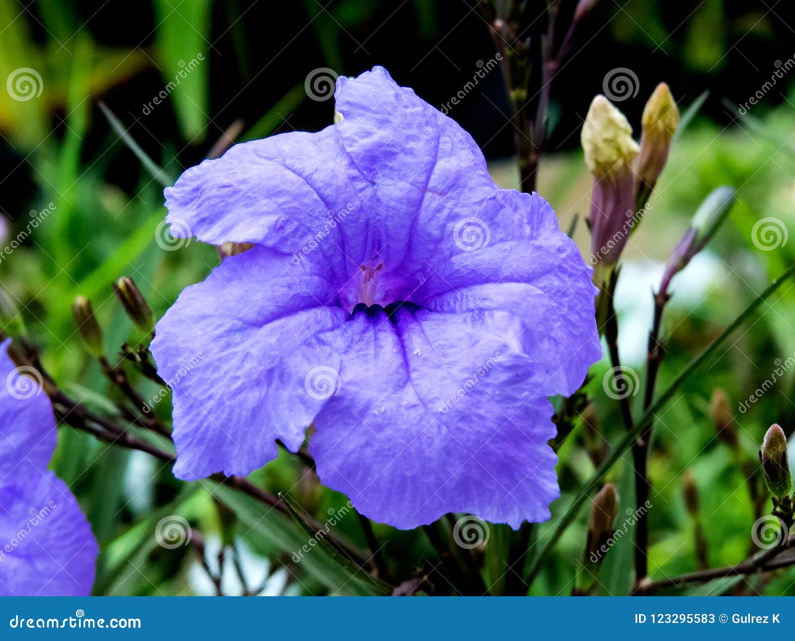 Ruellia Simplex Flower, Blooming Monsoon Stock Image - Image of ...