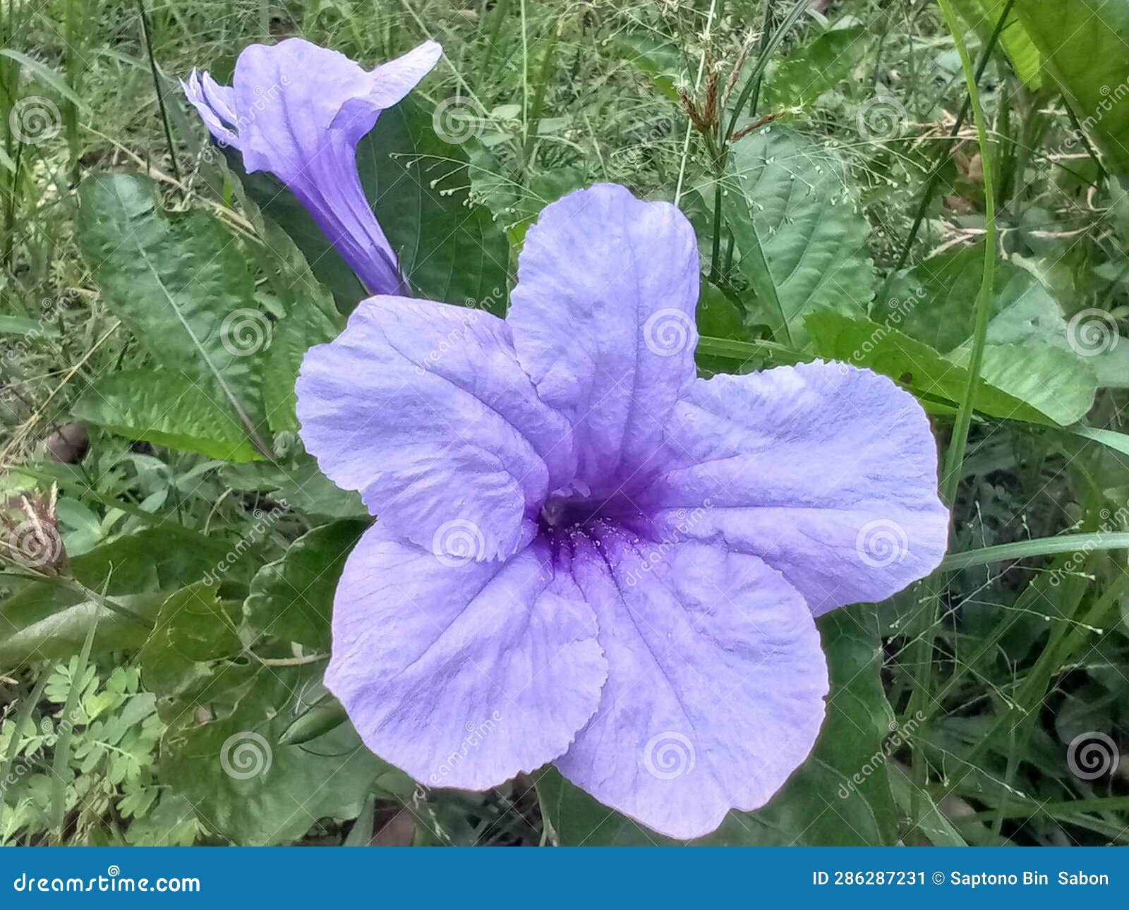 Ruellia simplex Flower stock image. Image of forest - 286287231