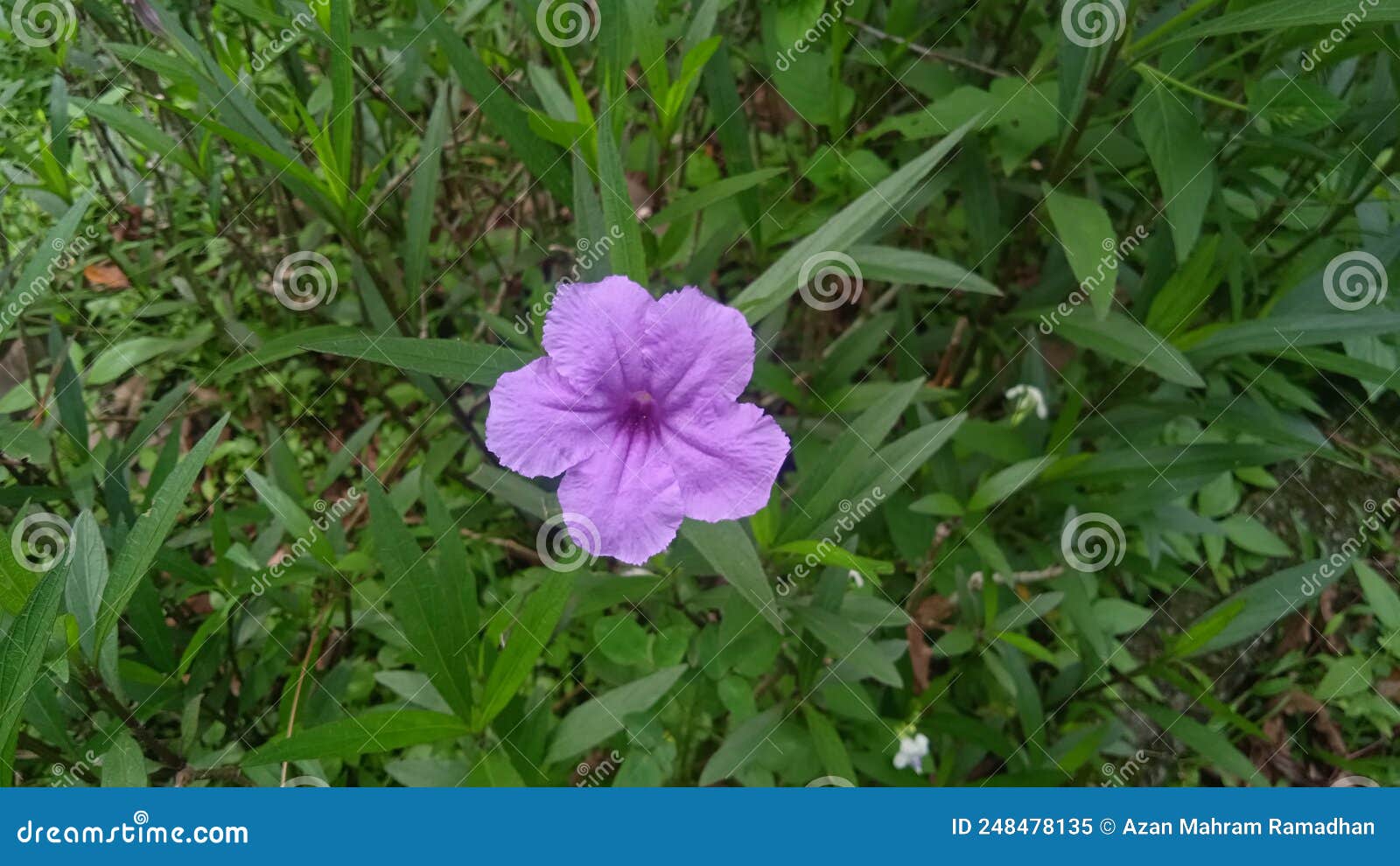 Ruellia Simplex at the Park Stock Image - Image of field, wildflower ...