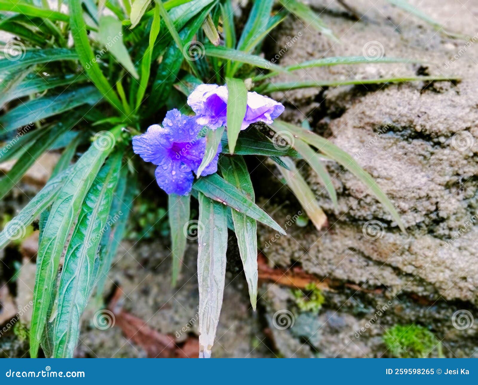 Ruellia SimplexPlantcolor Blue Flower Stock Image - Image of shrub ...