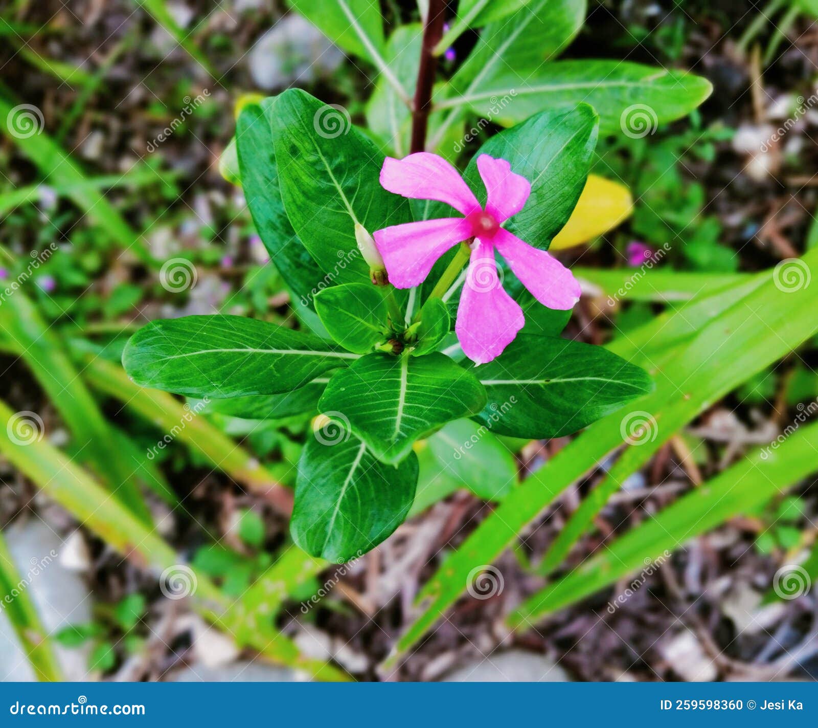 Ruellia SimplexPlantcolor Blue Flower Stock Photo - Image of sari ...