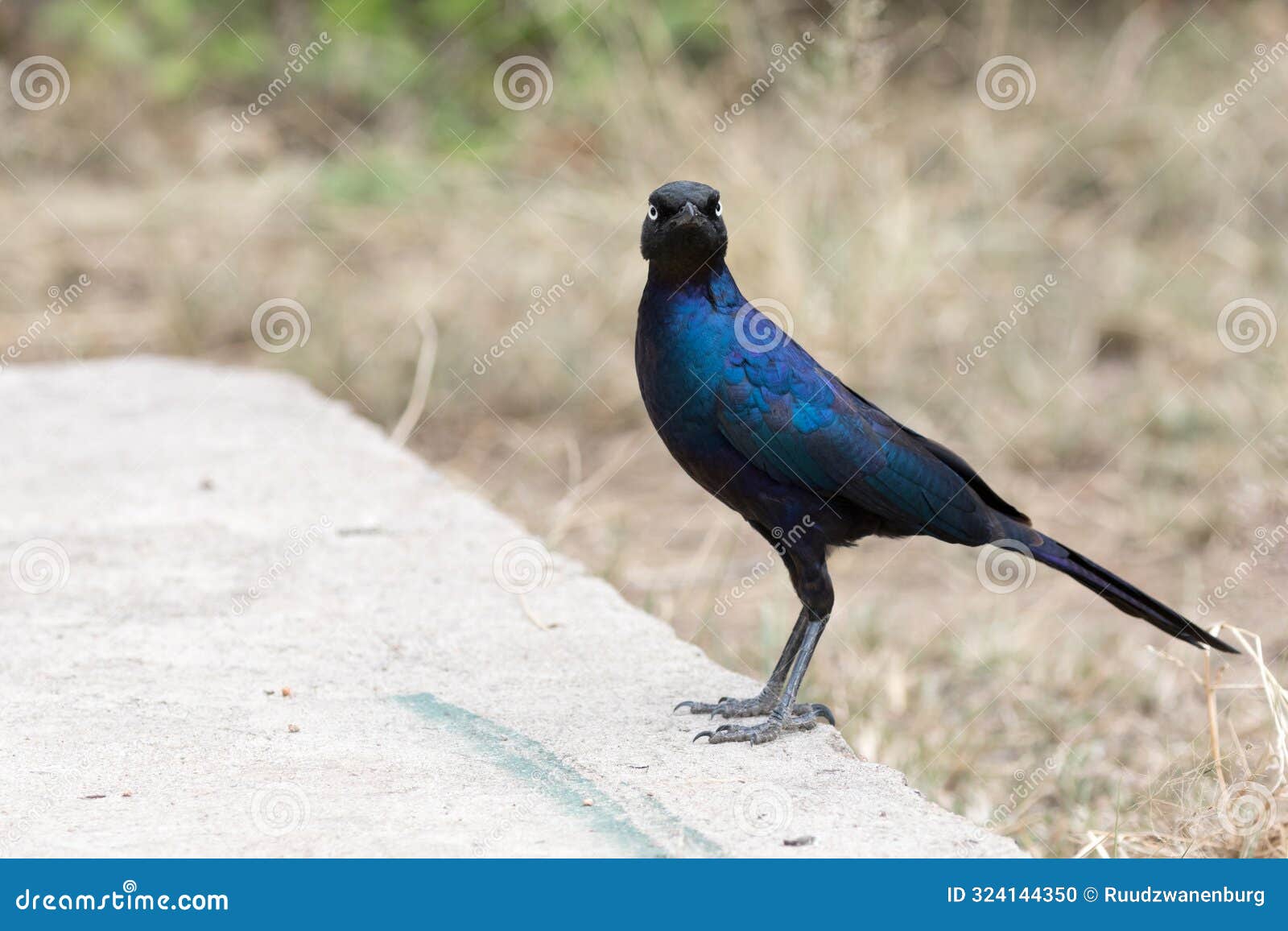 Rueppells Long-tailed Starling Stock Photo - Image of fauna ...