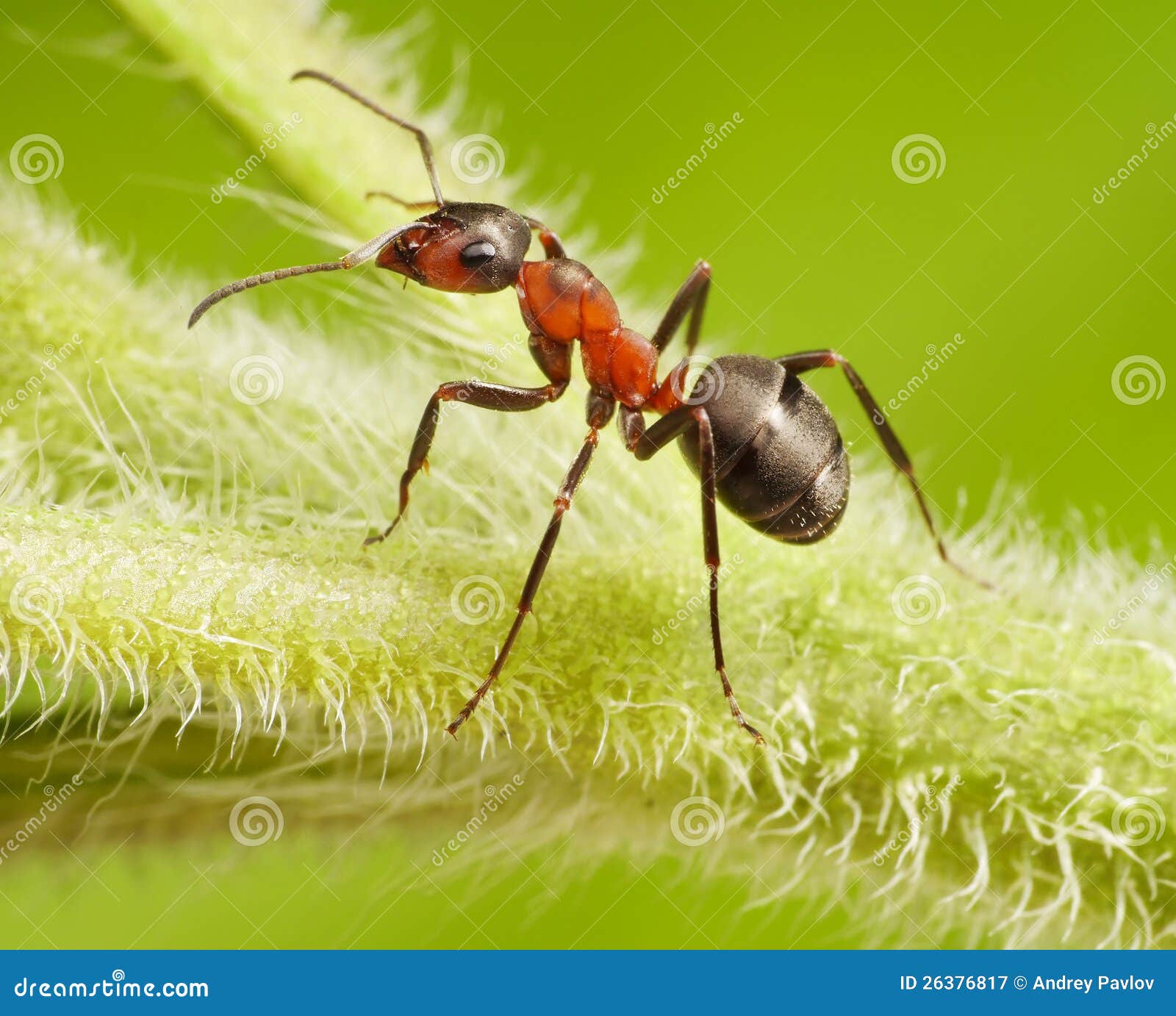 Rufa Del Formica Della Formica Su Erba Immagine Stock - Immagine di ...