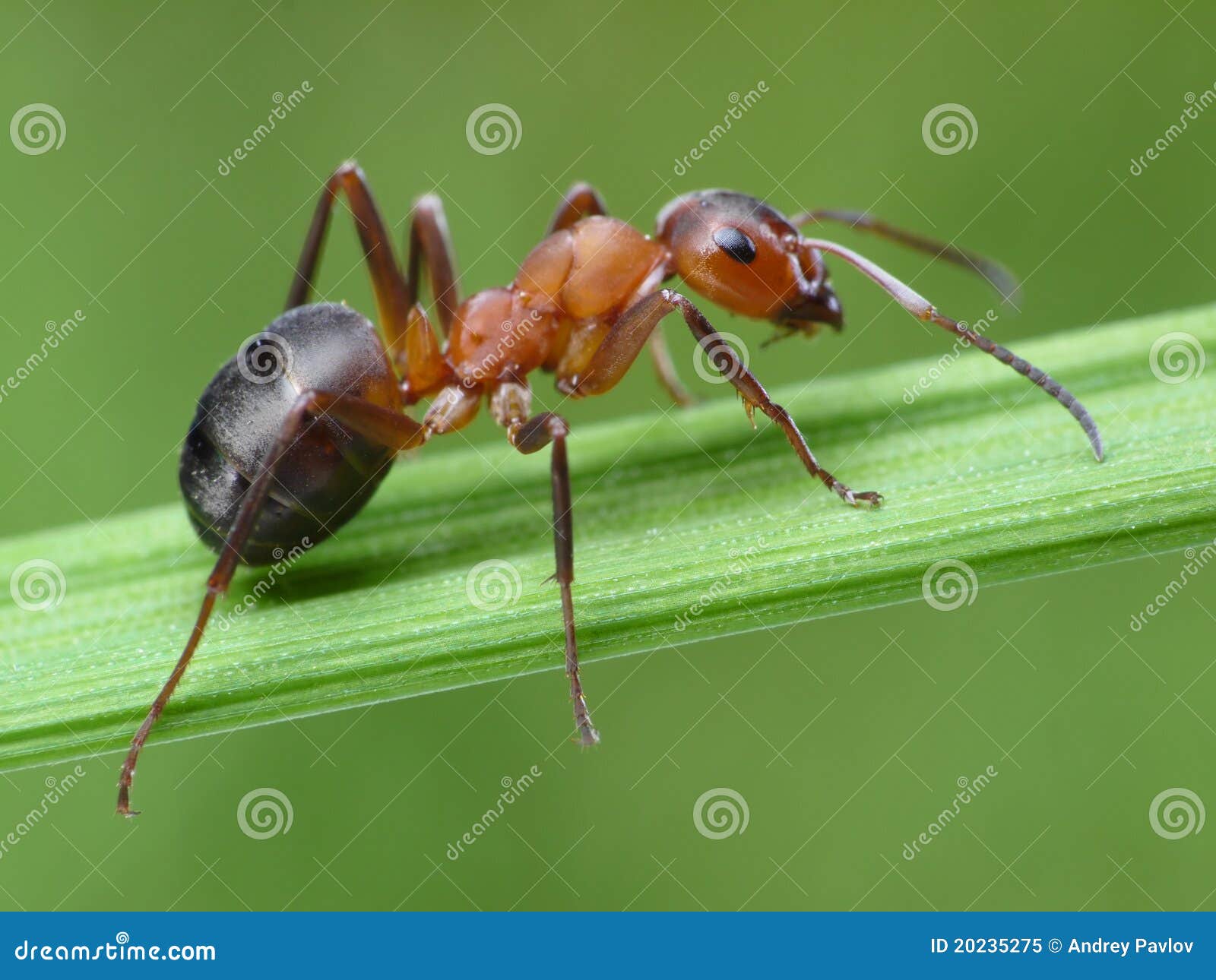 Rufa Do Formica Da Formiga Na Grama Imagem de Stock - Imagem de inseto ...