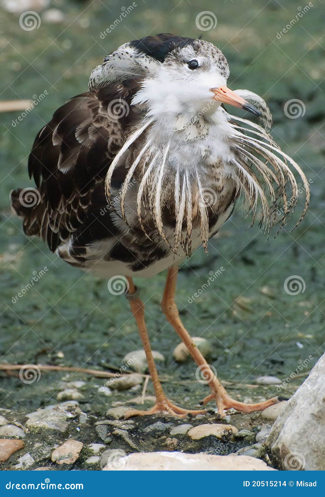 Ruff stock photo. Image of legs, male, ruff, braun, feather - 20515214