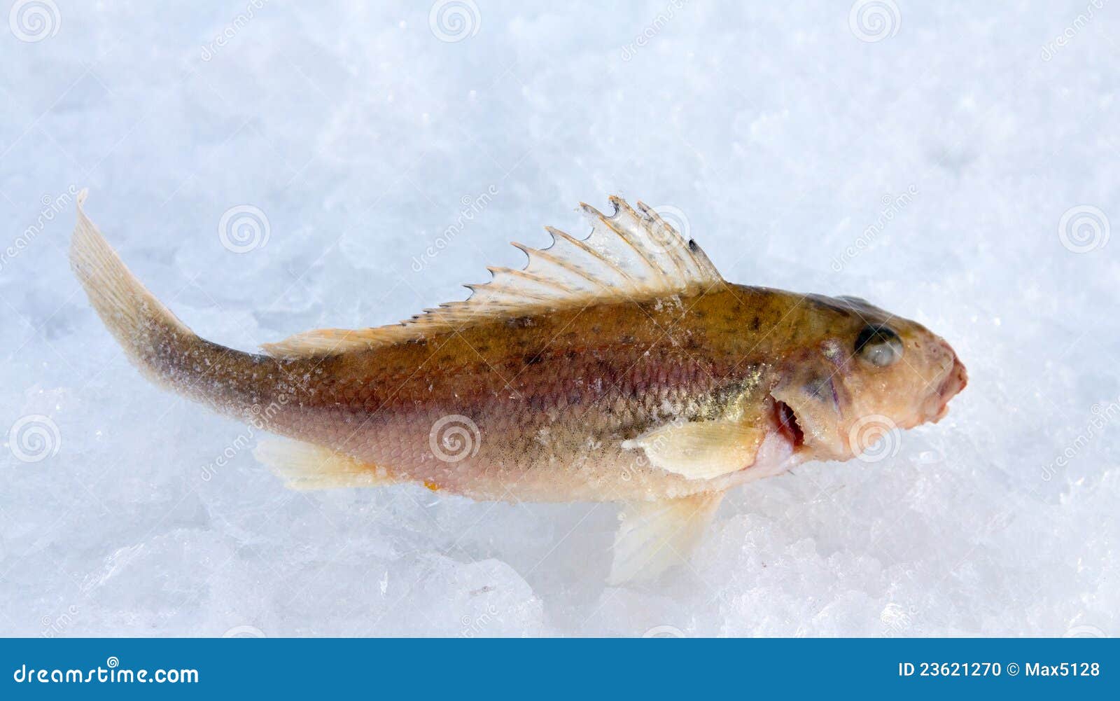 Ruff stock photo. Image of freshwater, angling, hunting - 23621270