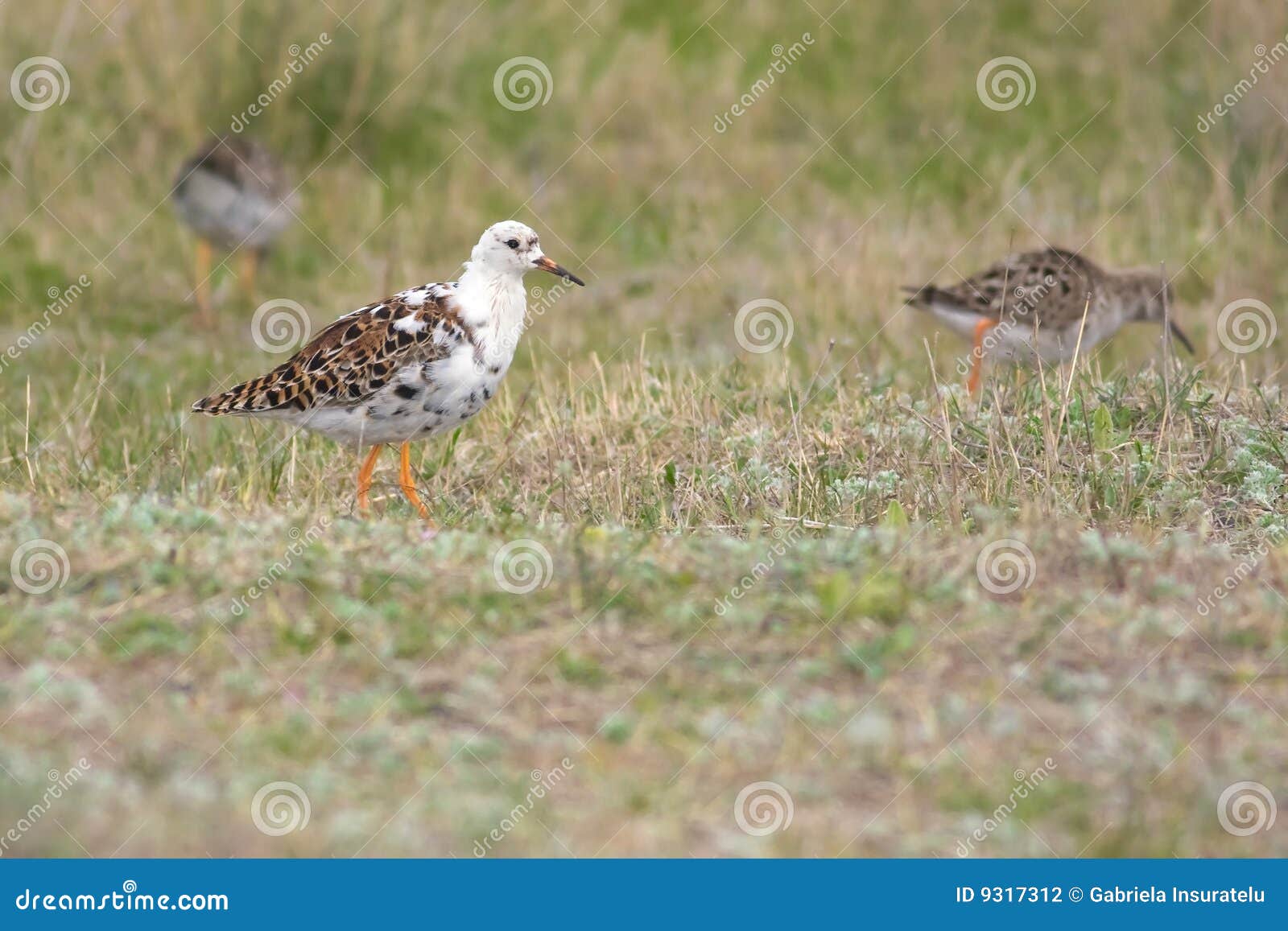 Ruff stock photo. Image of bird, white, ruff, nature, wildlife - 9317312