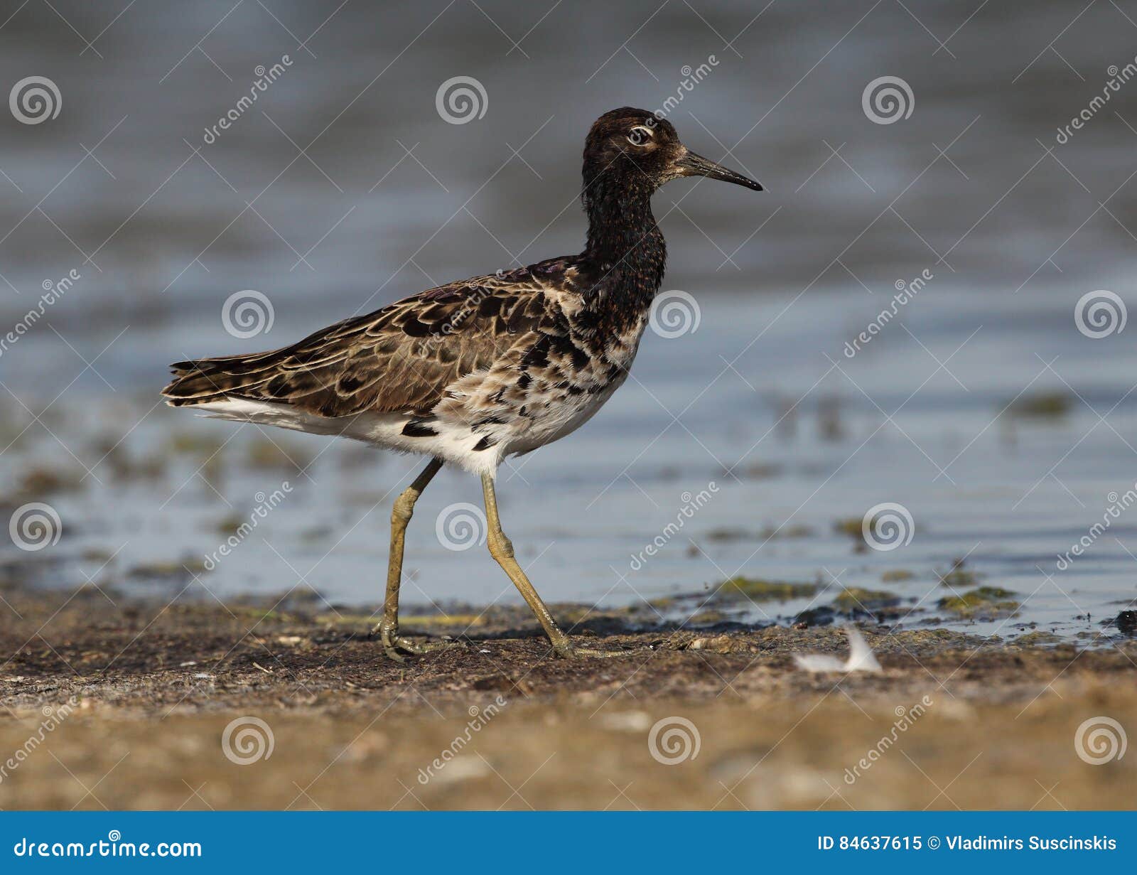 Ruff stock image. Image of sandpiper, wildlife, animals - 84637615