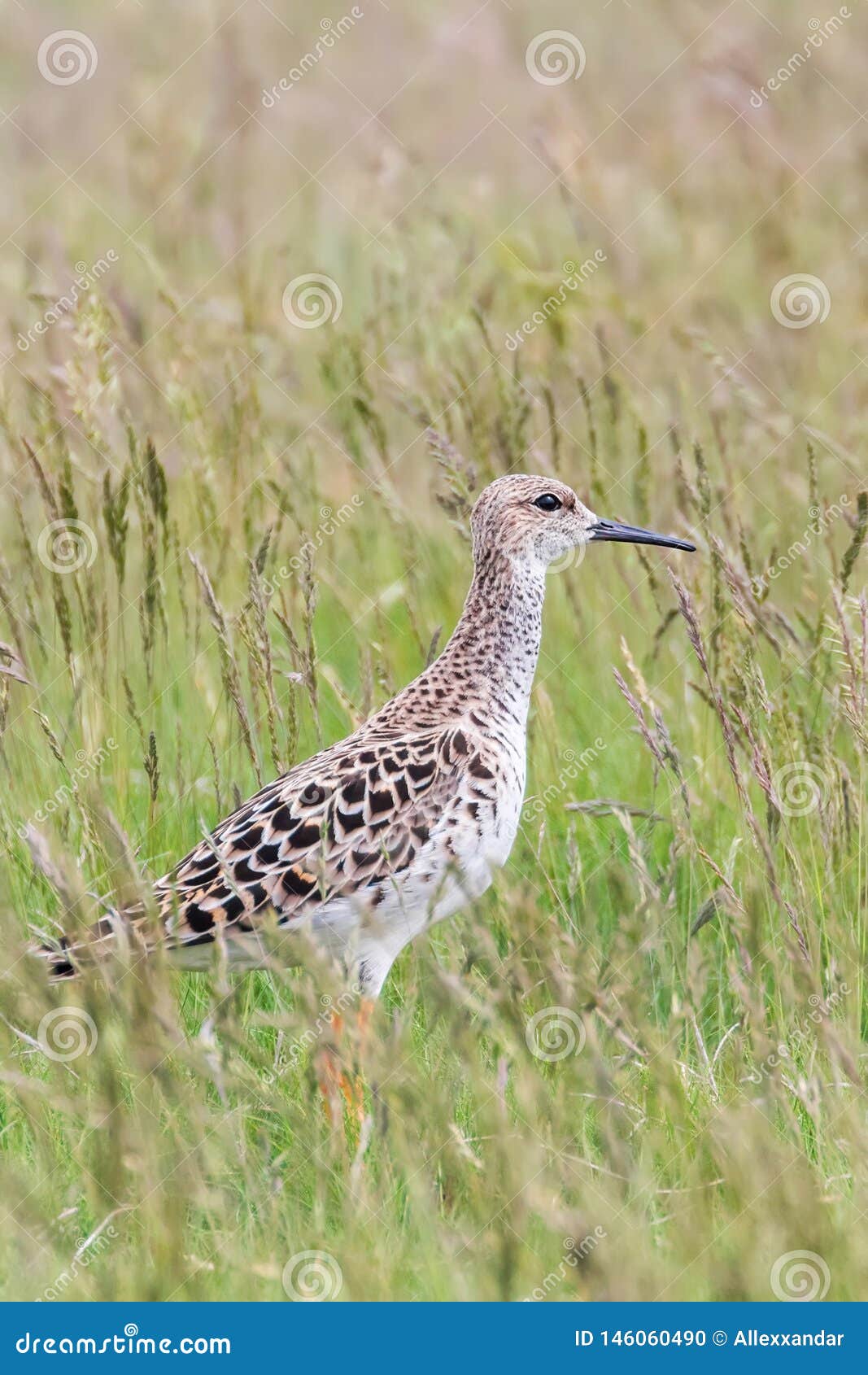 Ruff Bird on Grassland Philomachus Pugnax Ruff Wader Bird Stock Photo ...