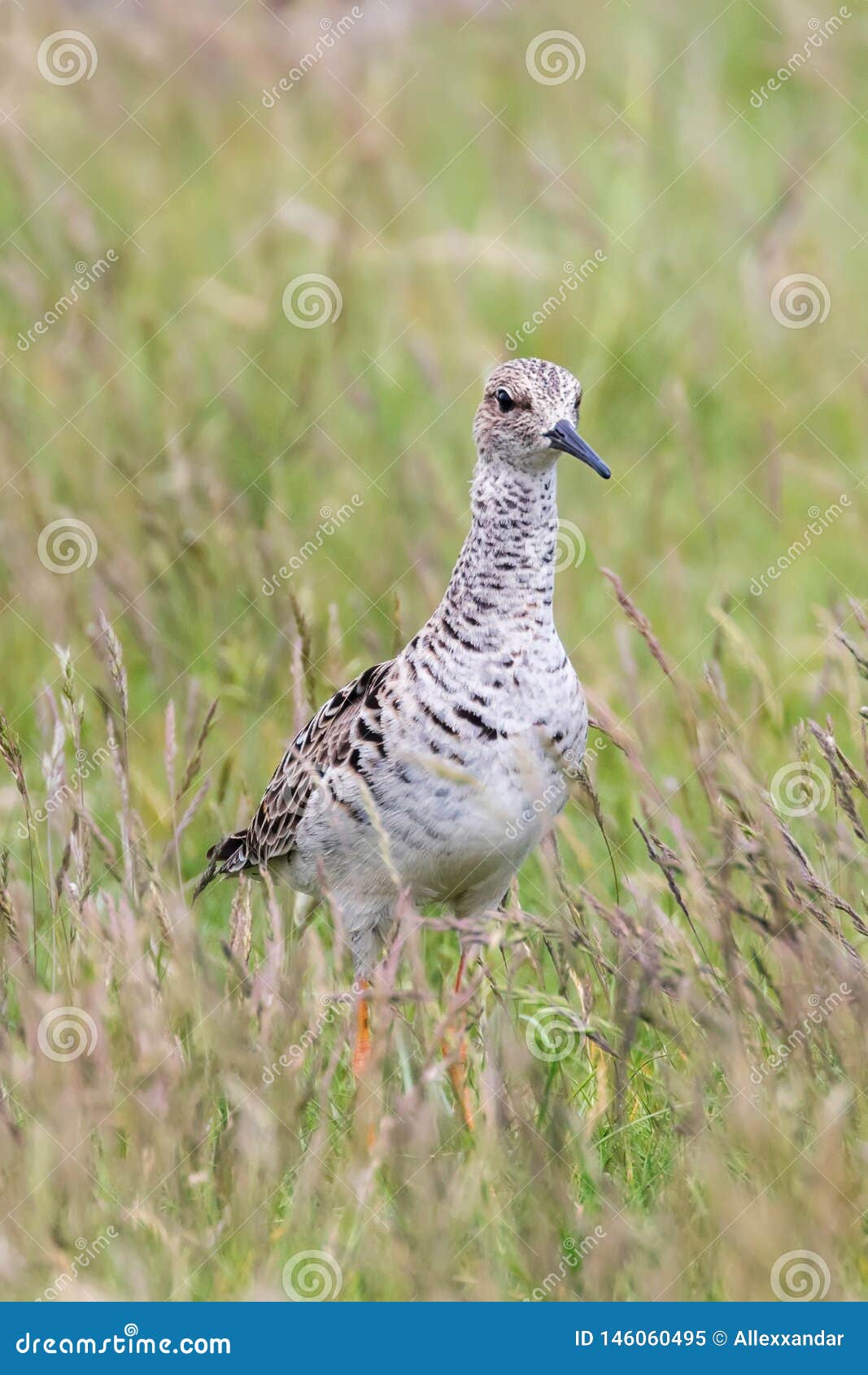Ruff Bird on Grassland Philomachus Pugnax Ruff Wader Bird Stock Image ...
