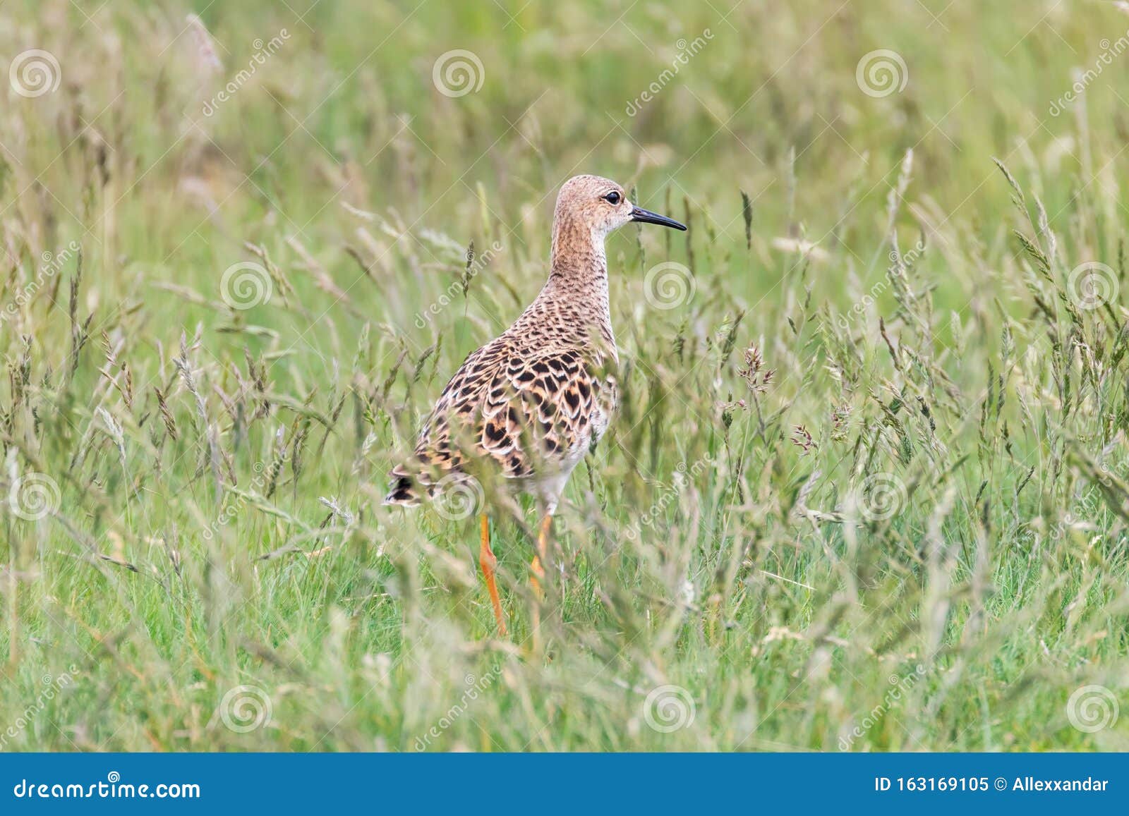 Ruff Bird on Grassland Philomachus Pugnax Ruff Wader Bird Stock Image ...