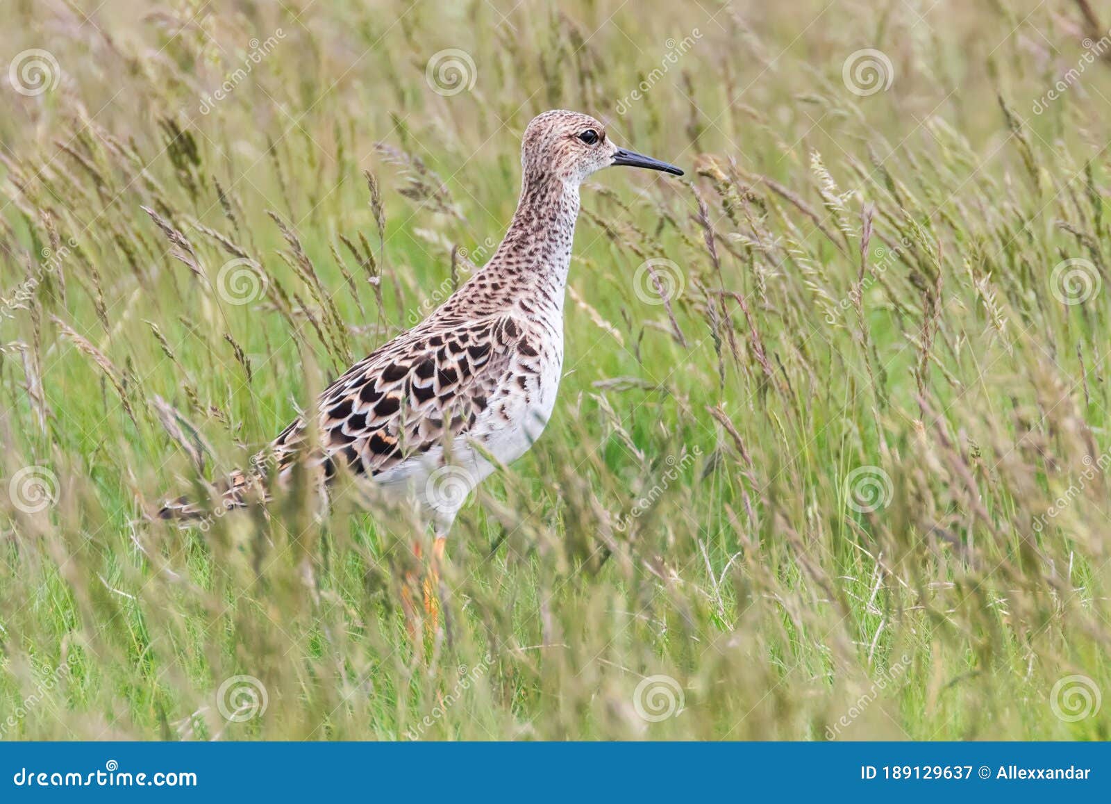 Ruff Bird on Grassland Philomachus Pugnax Ruff Wader Bird Stock Image ...